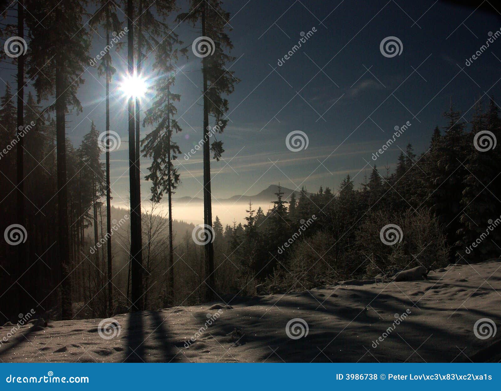 Wintry forest, stock photo. Image of close, beautiful - 3986738