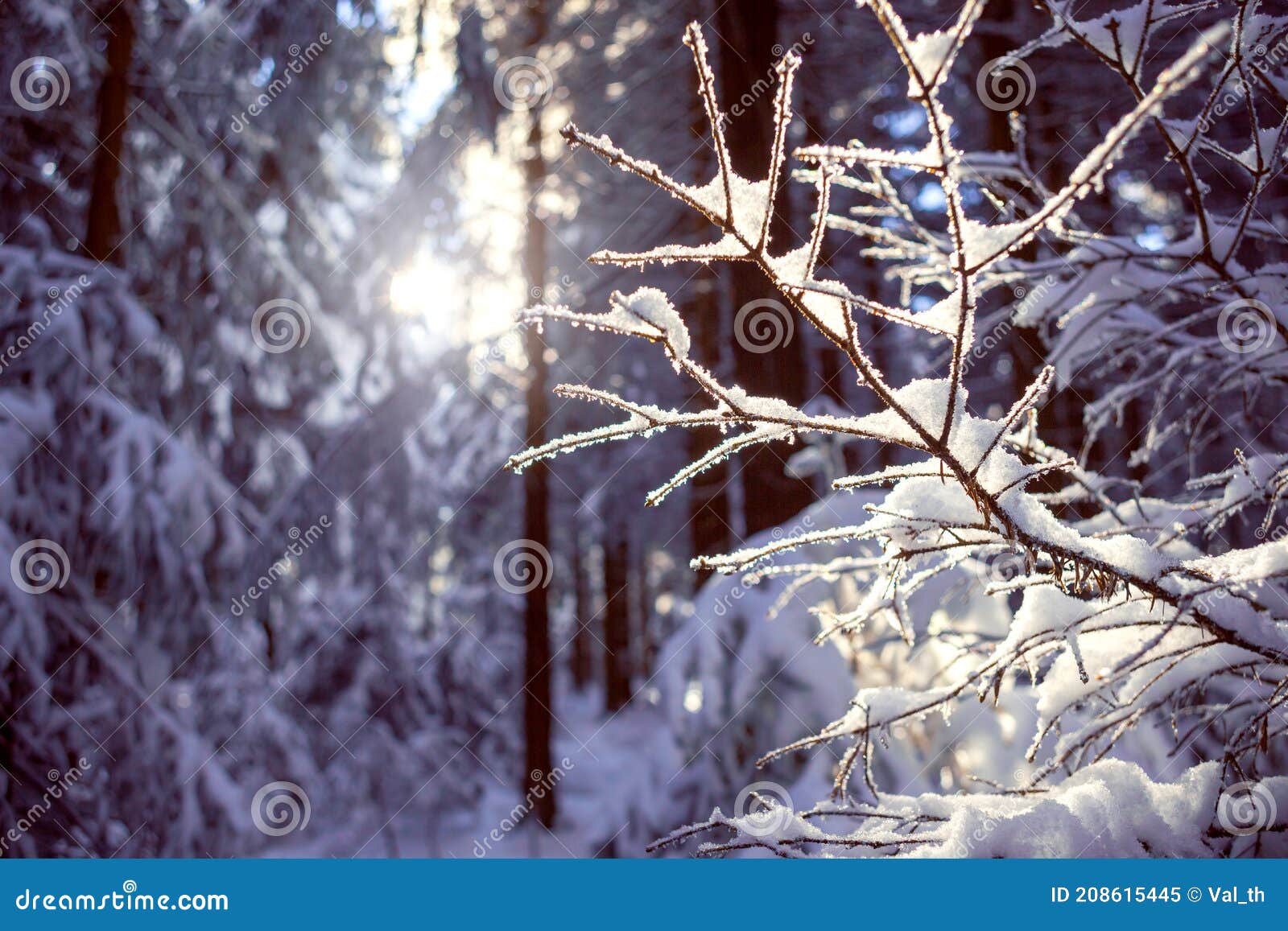 The wintry forest stock image. Image of forest, season - 208615445