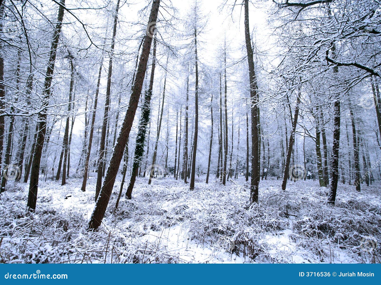 Wintry forest scene stock photo. Image of nature, pretty - 3716536
