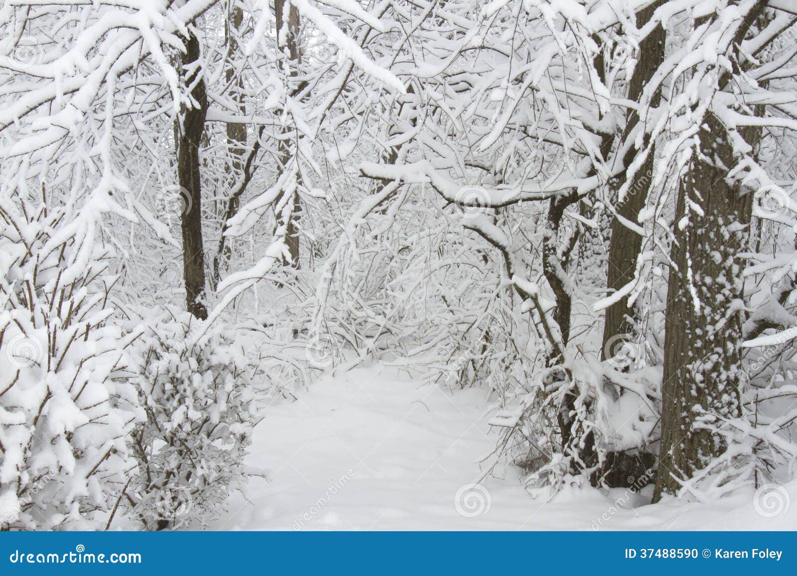 Wintry Forest Path stock photo. Image of wintry, covered - 37488590