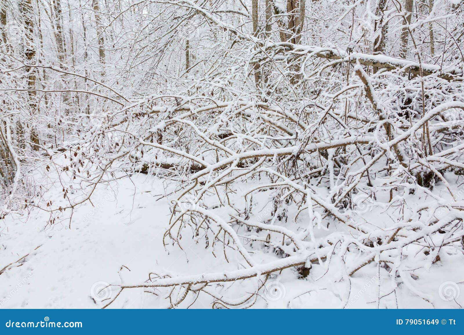 Wintry forest stock image. Image of covered, fallen, cold - 79051649