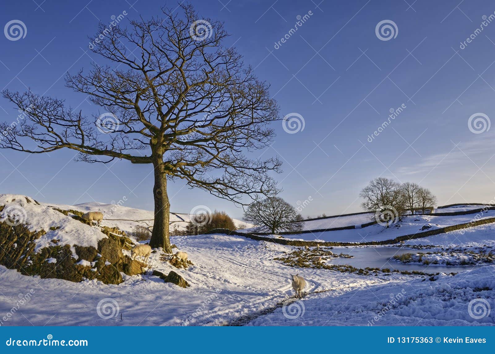 Wintry Landscape stock image. Image of scene, snowy, scenery - 13175363
