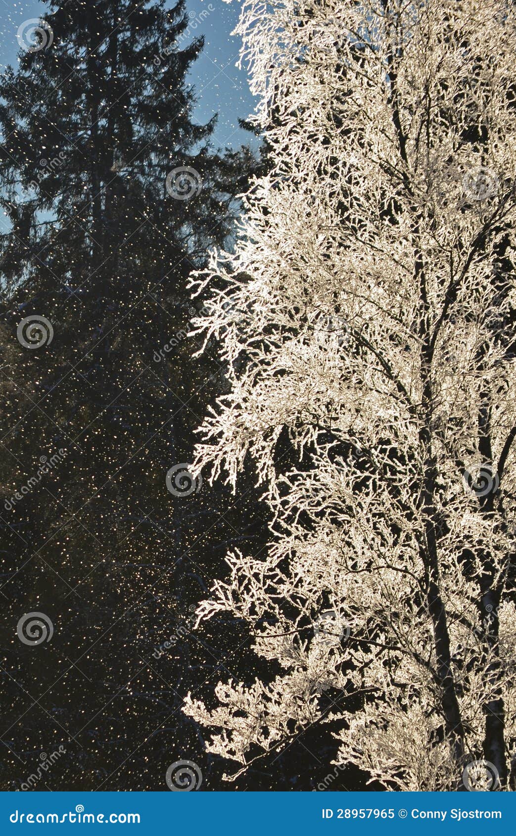 Wintry landscape stock image. Image of fresh, season - 28957965