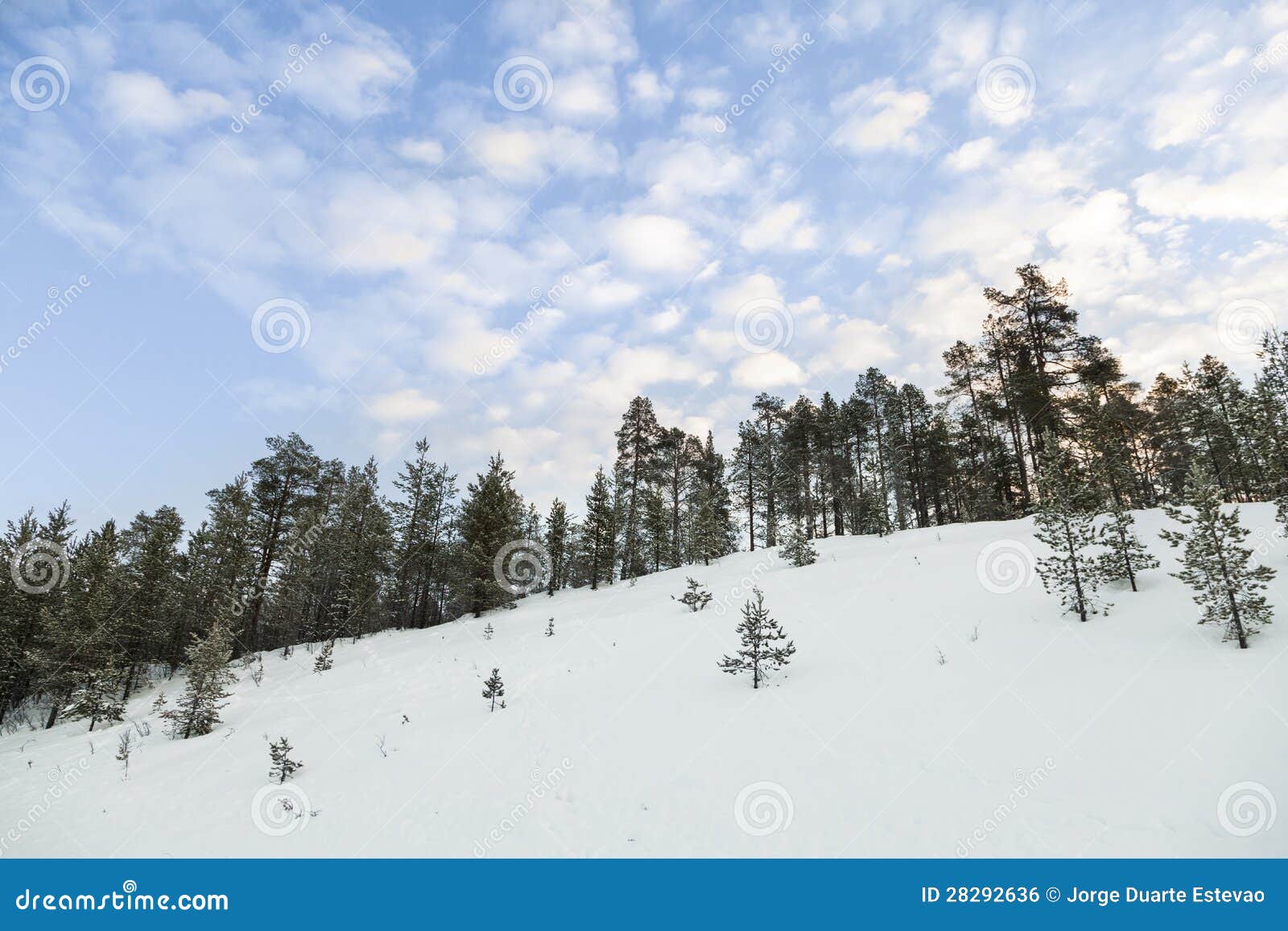 Wintry Landscape in Lapland, Finland Stock Photo - Image of forest ...