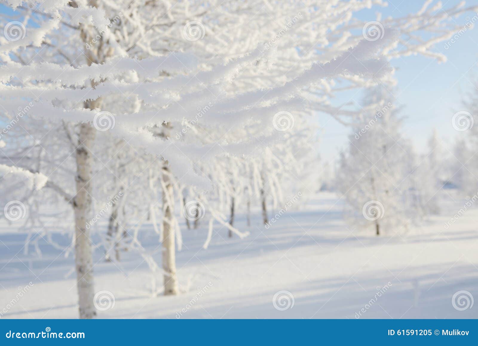 Wintry Landscape with Snowy Trees. Stock Image - Image of frosty, calm ...