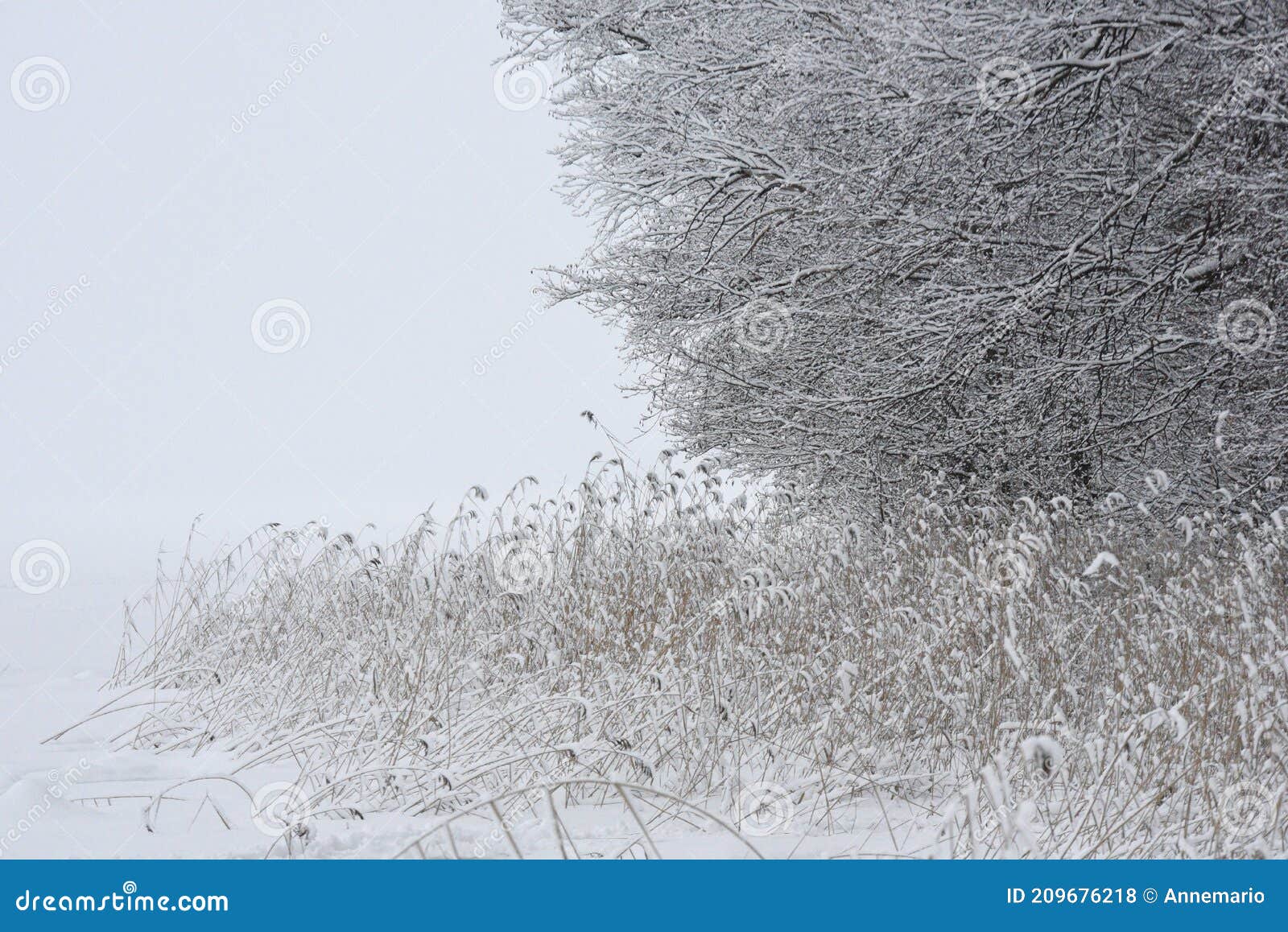 Wintry nature in Finland stock photo. Image of nature - 209676218