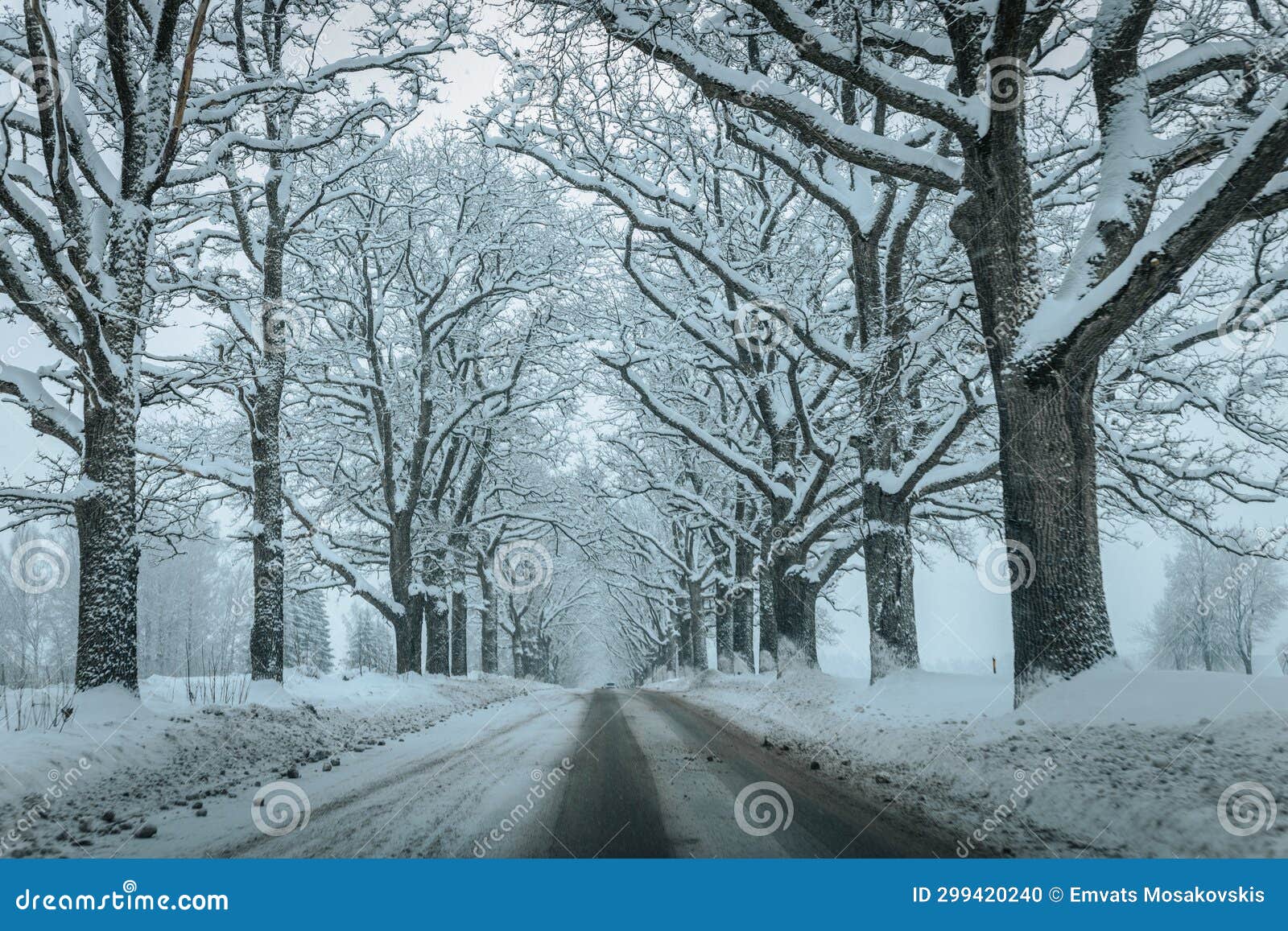 Wintry Path through a Chilly Forest with Snow Covered Trees. Winter ...
