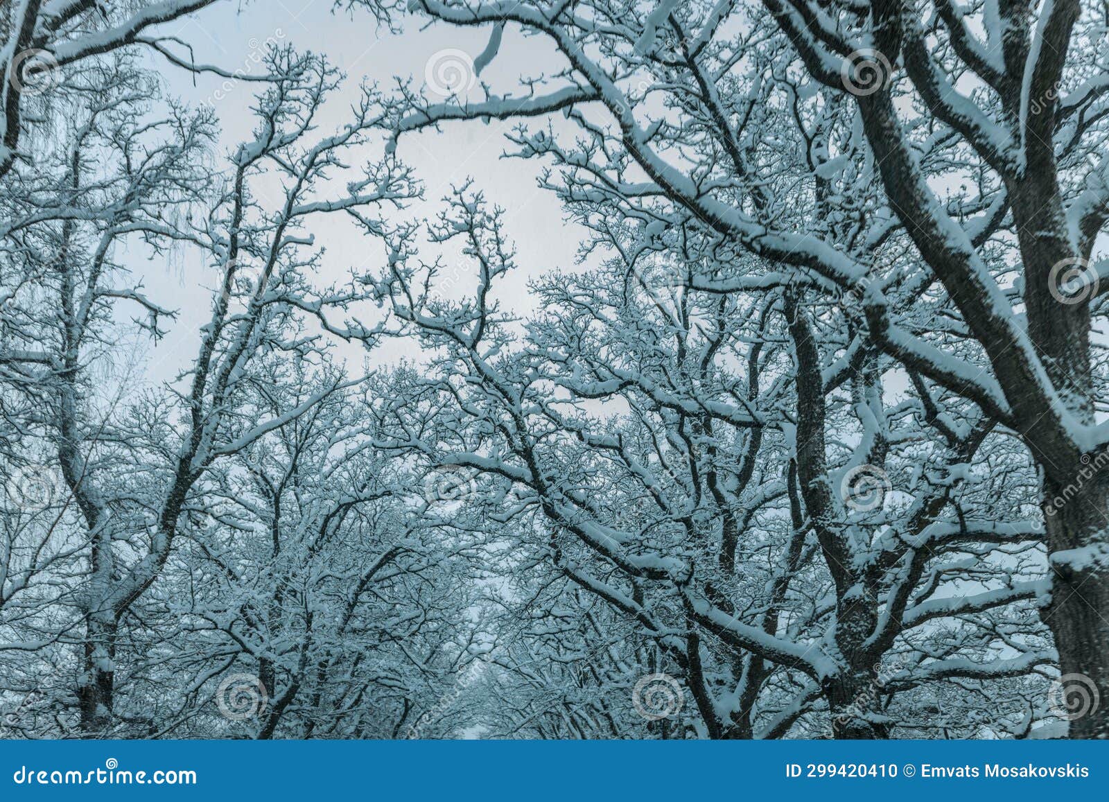 Wintry Path through a Chilly Forest with Snow Covered Trees. Winter ...