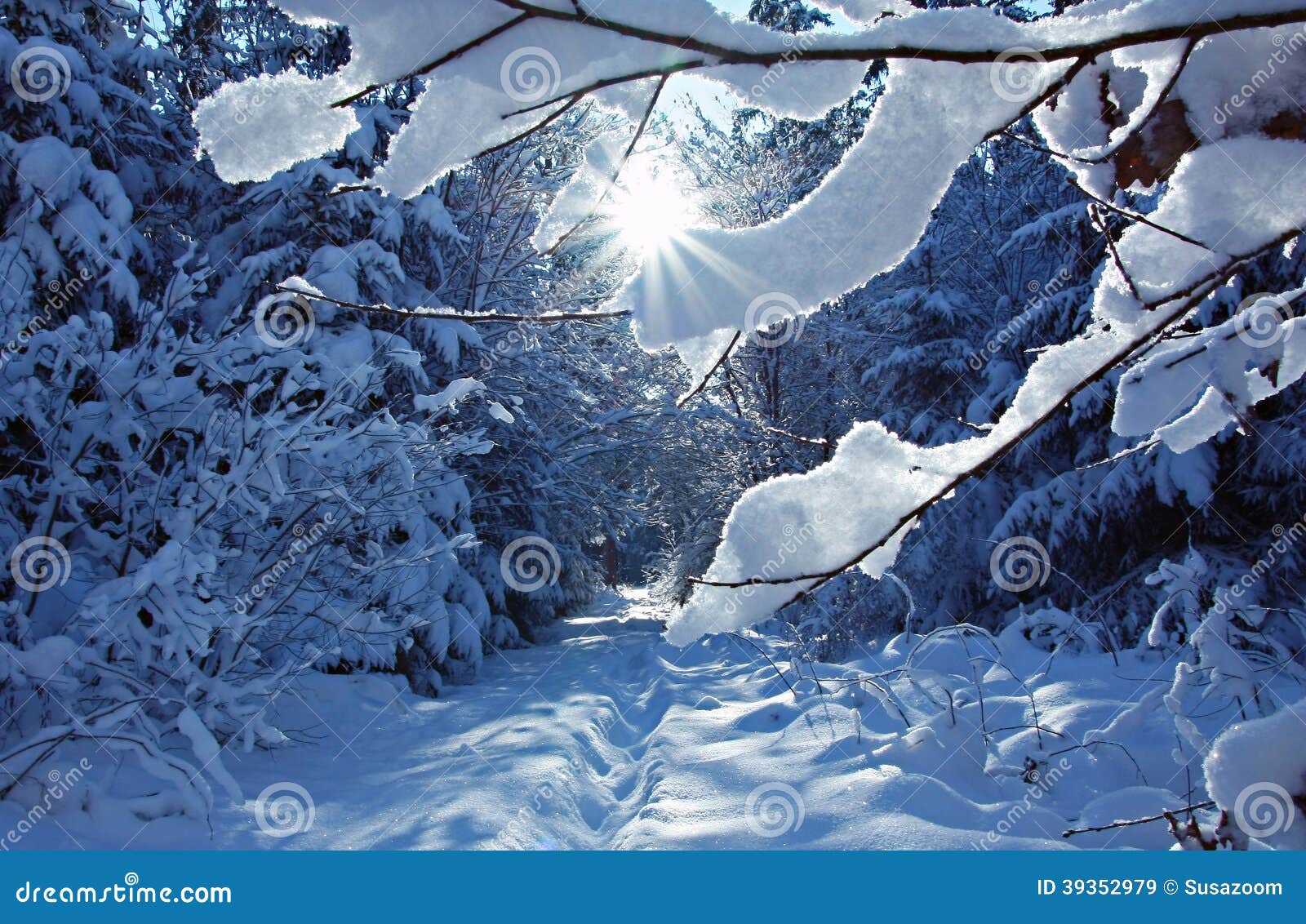 Wintry Path in the Forest with Bright Sunshine Stock Image - Image of ...