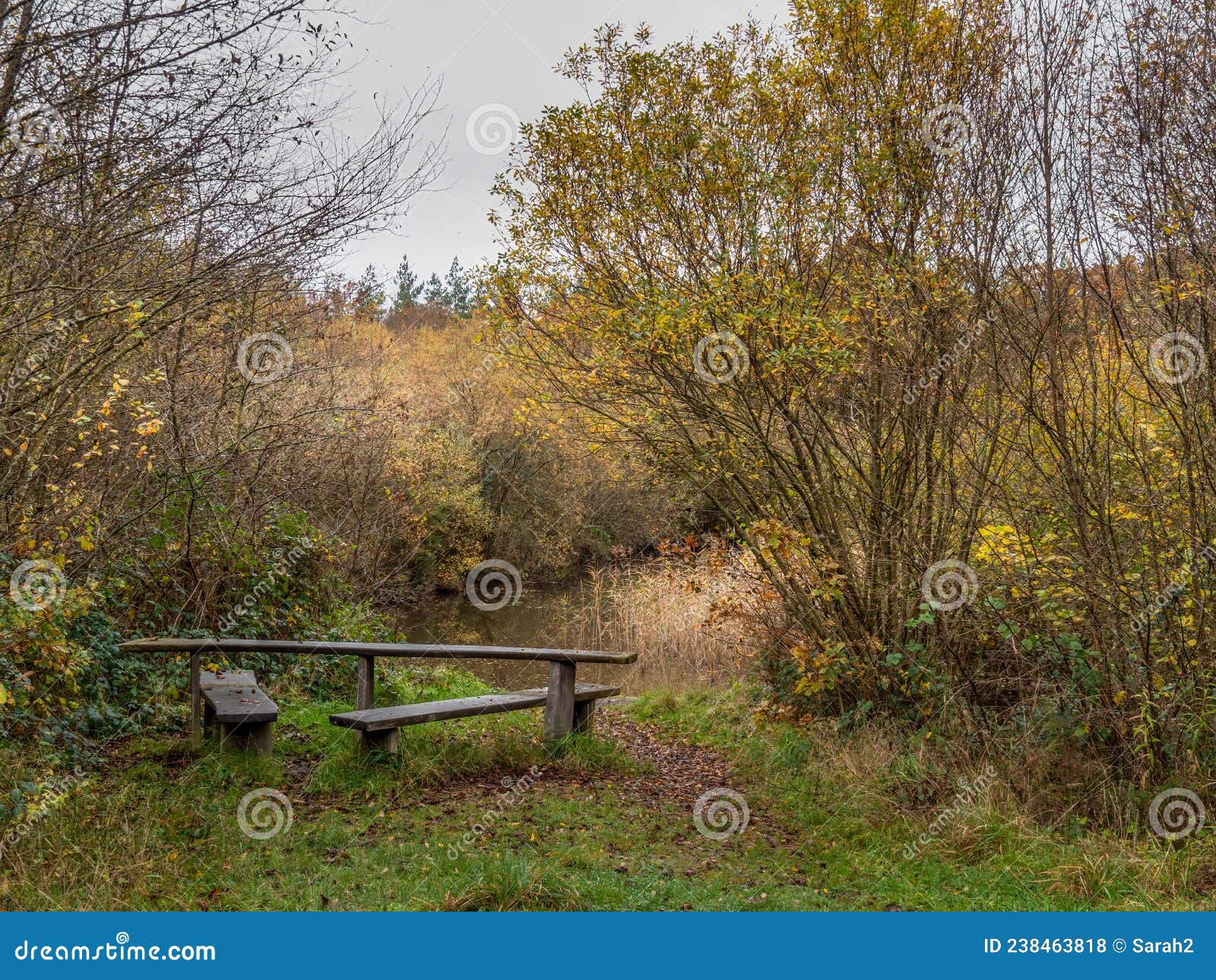 Wintry Pond in Meeth Quarry Nature Reserve, Devon, England. Stock Photo ...