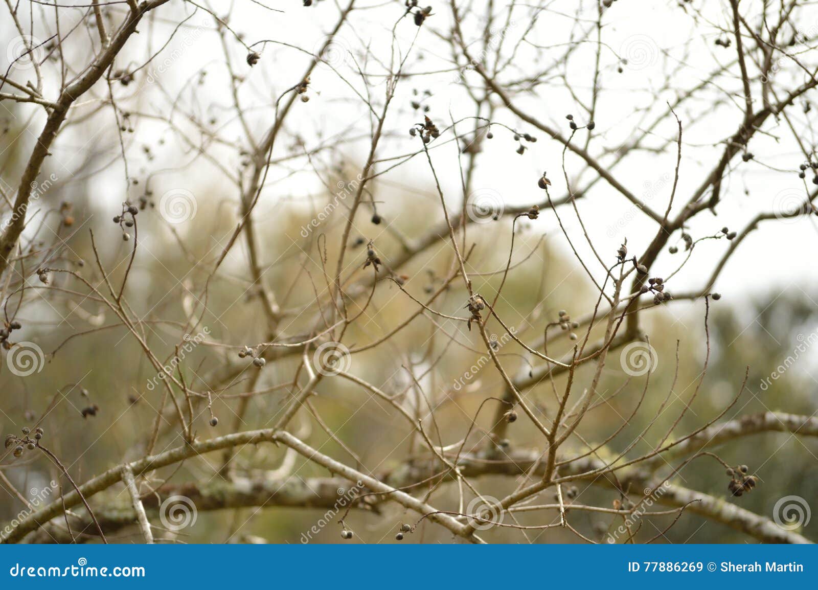 Wispy Tree Seeds Stock Photos - Free & Royalty-Free Stock Photos from ...