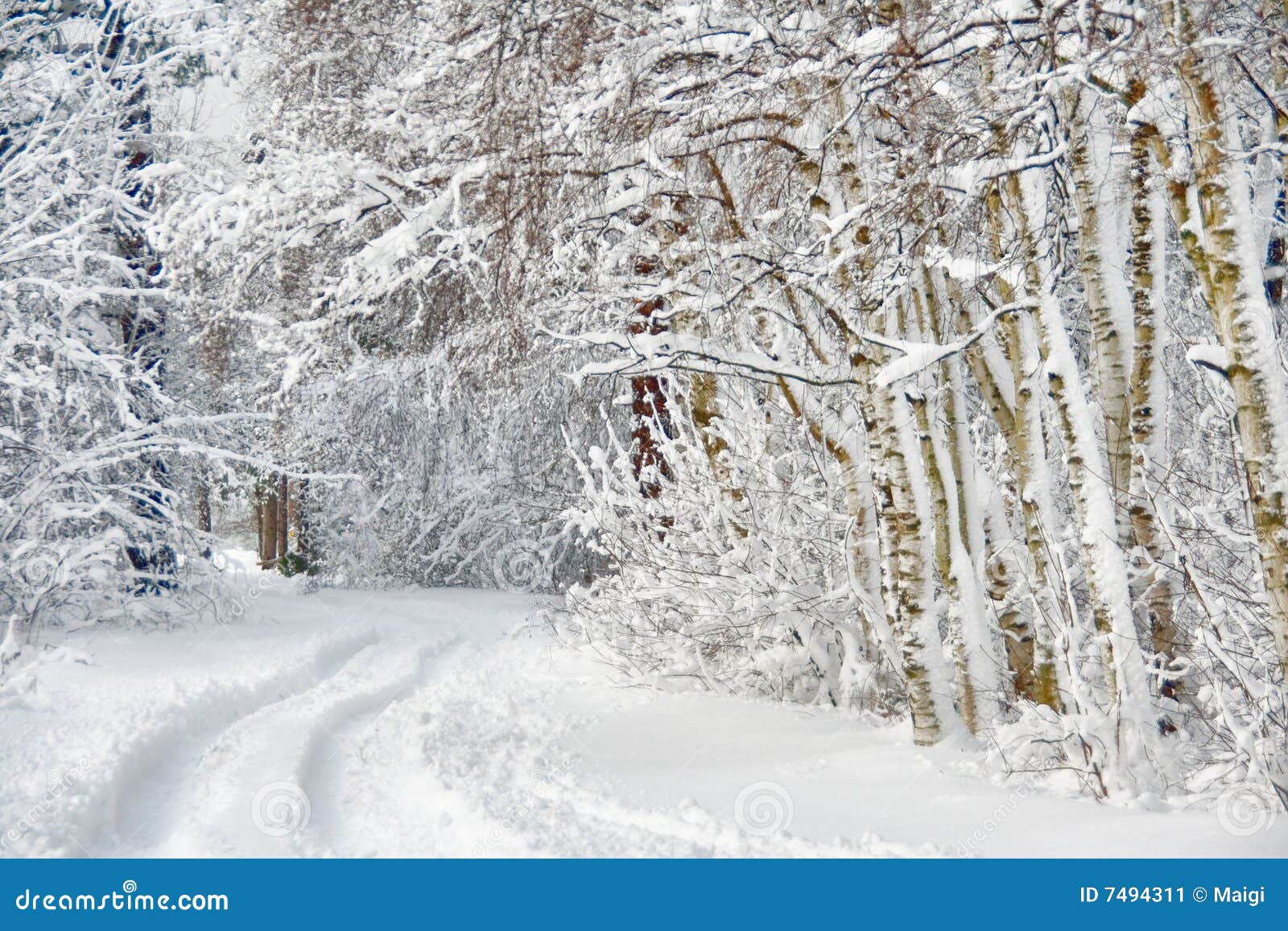 Wintry Road through Birch Forest Stock Image - Image of frosted, forest ...
