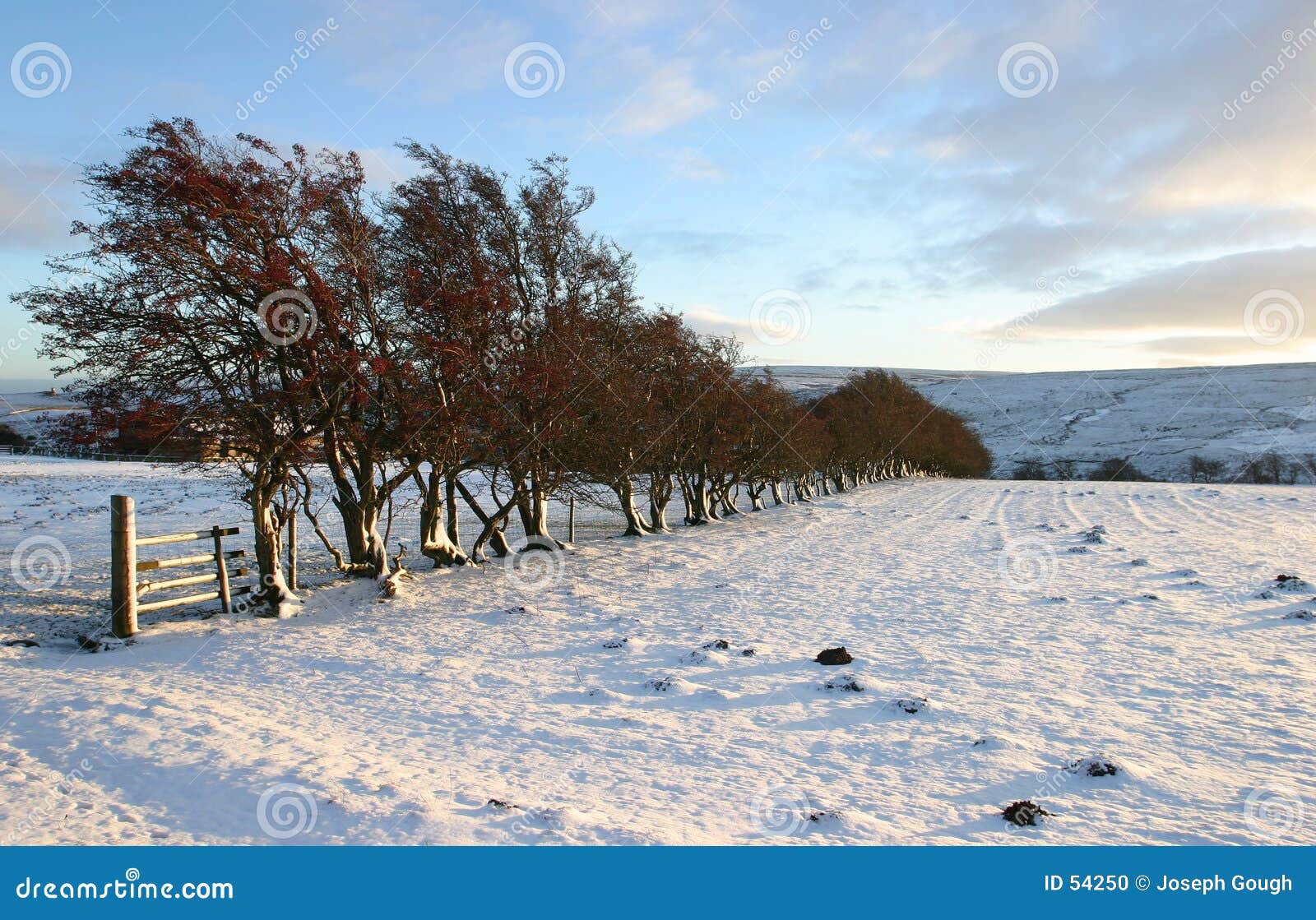 Wintry Scene stock photo. Image of field, nature, freeze - 54250