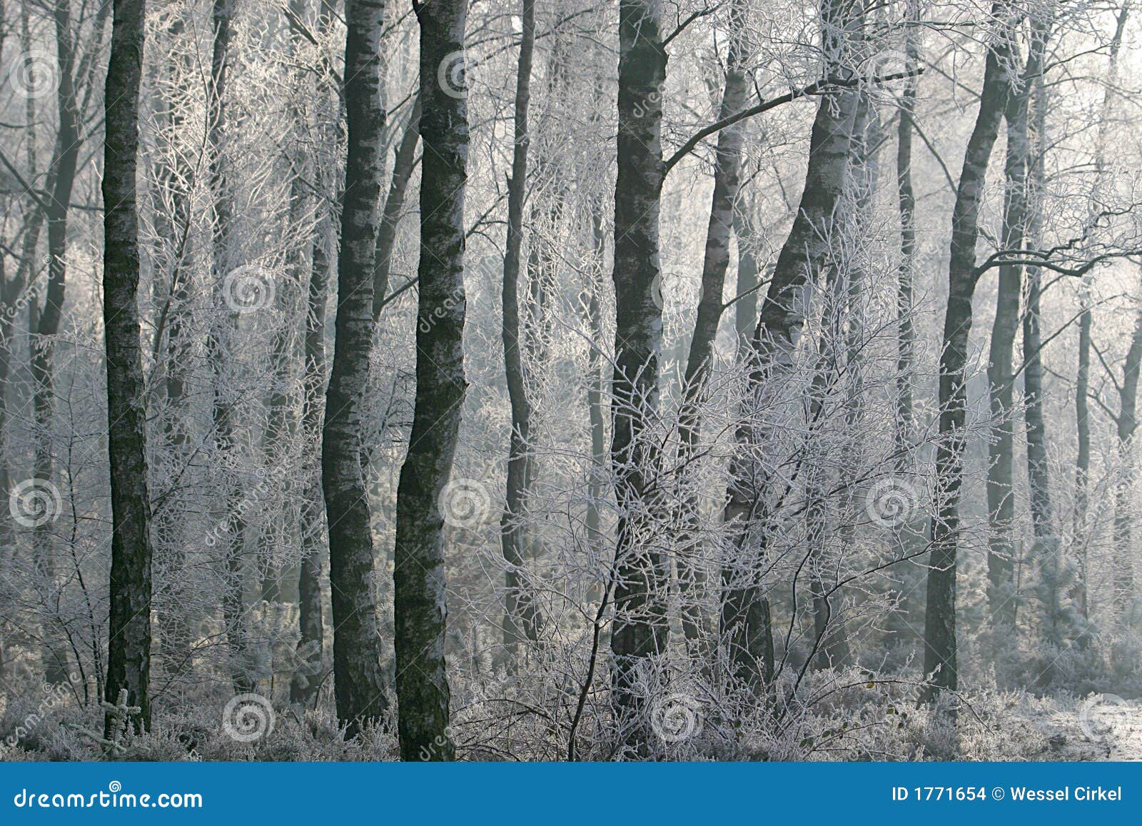 Wintry Scene: Hoarfrost in the Forest Stock Photo - Image of decoration ...