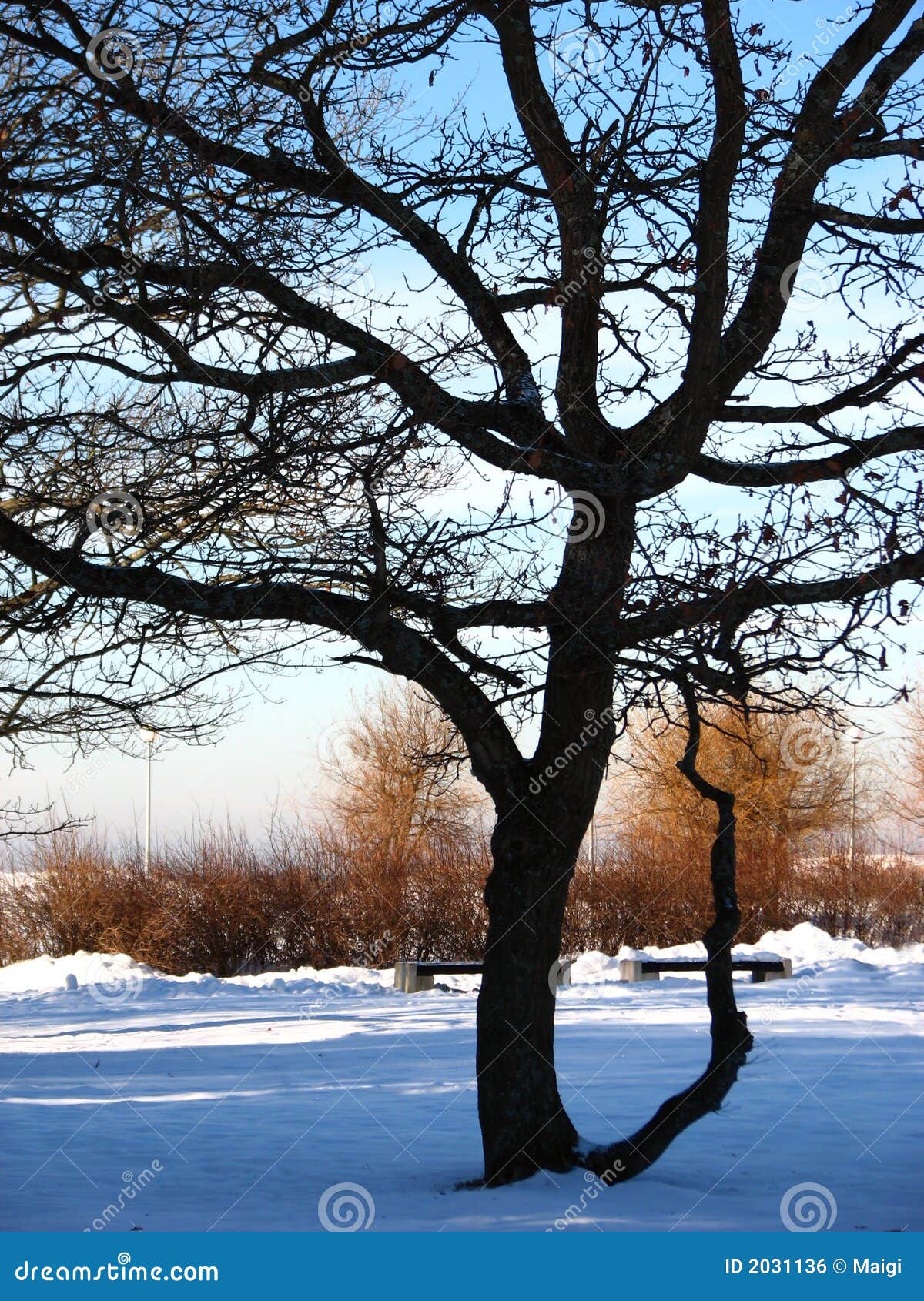Wintry tree stock photo. Image of wintry, season, cold - 2031136