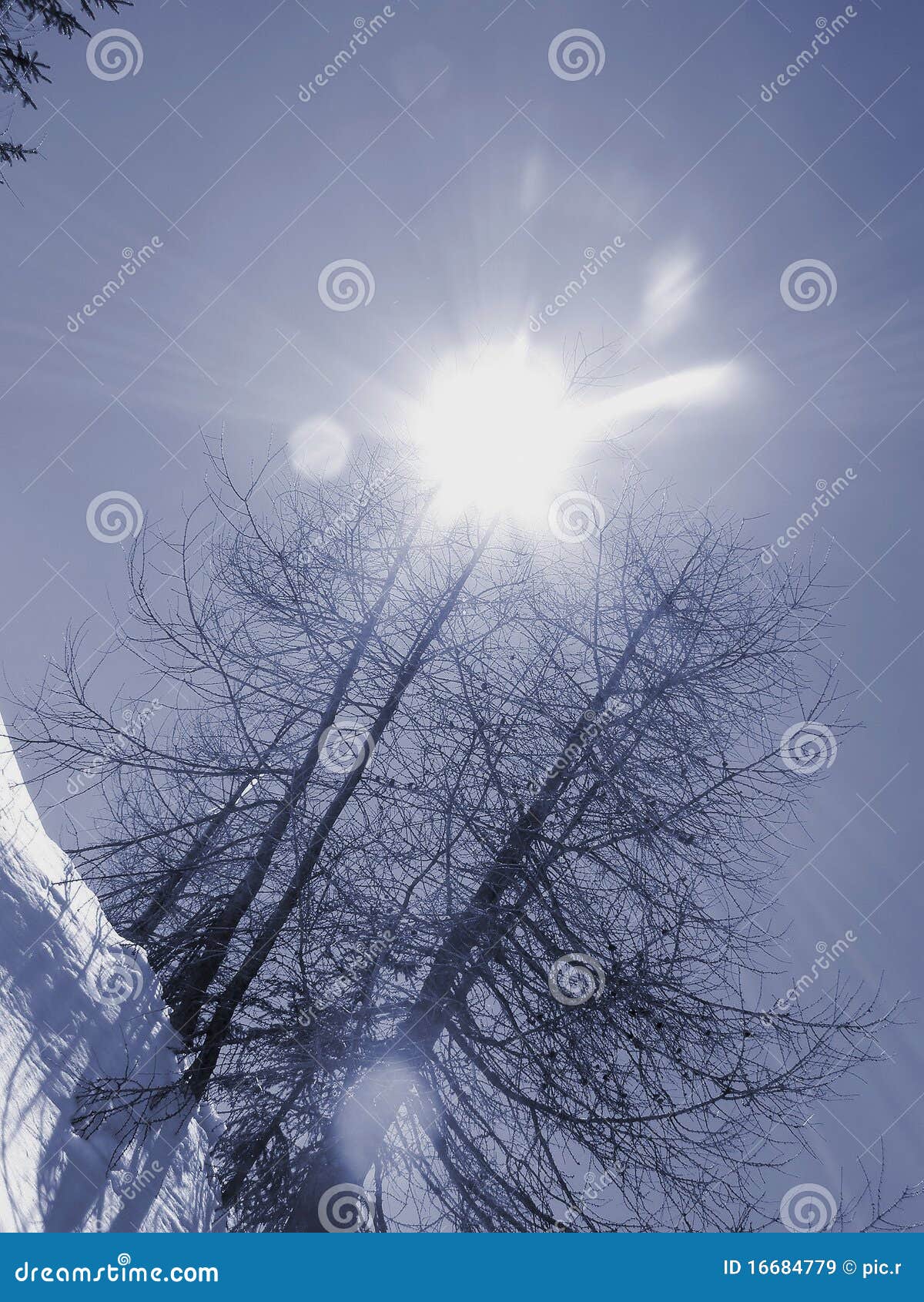 Wintry trees stock image. Image of branch, ground, landscape - 16684779