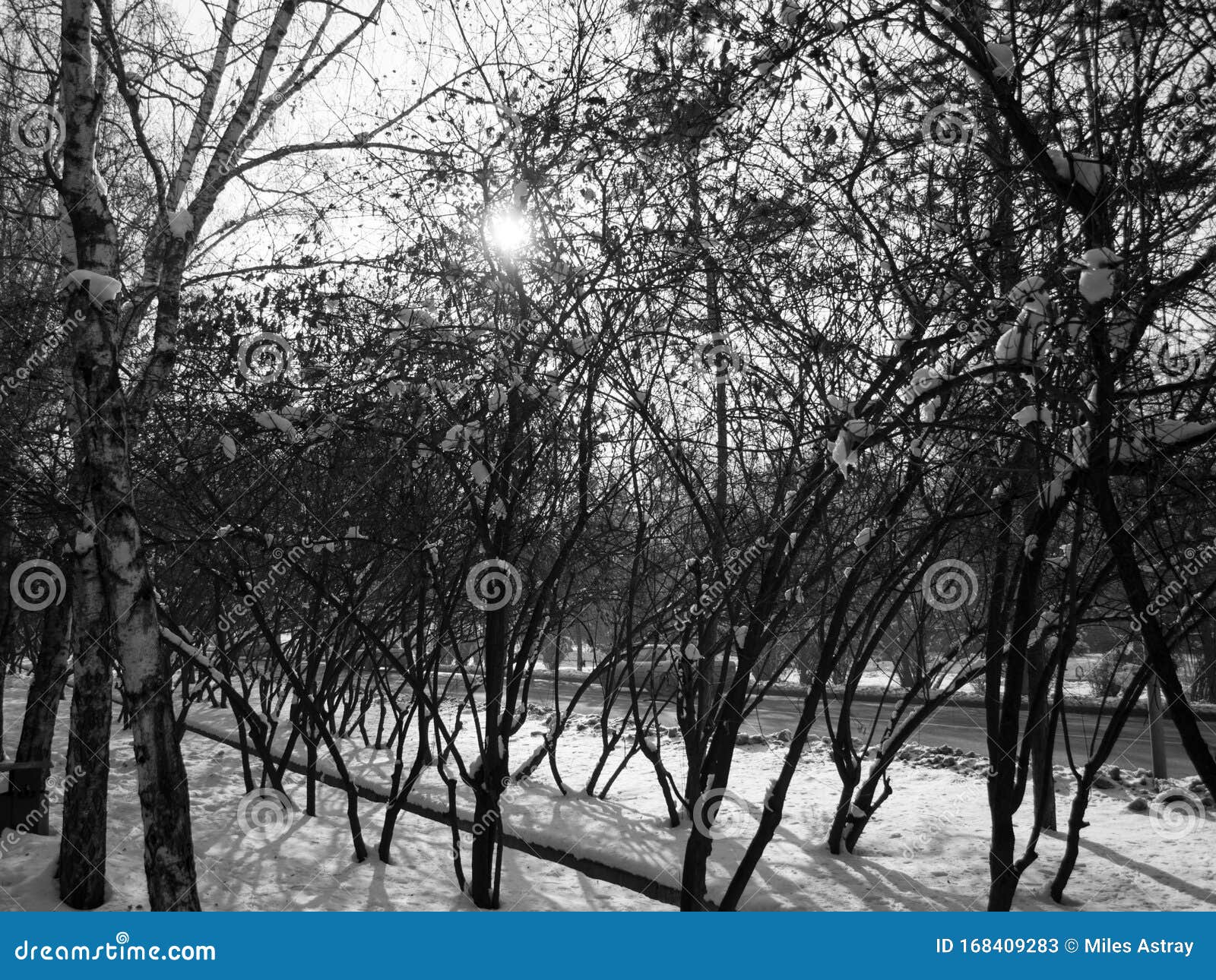 Wintry Trees in Almaty, Kazakhstan Stock Image - Image of center, urban ...