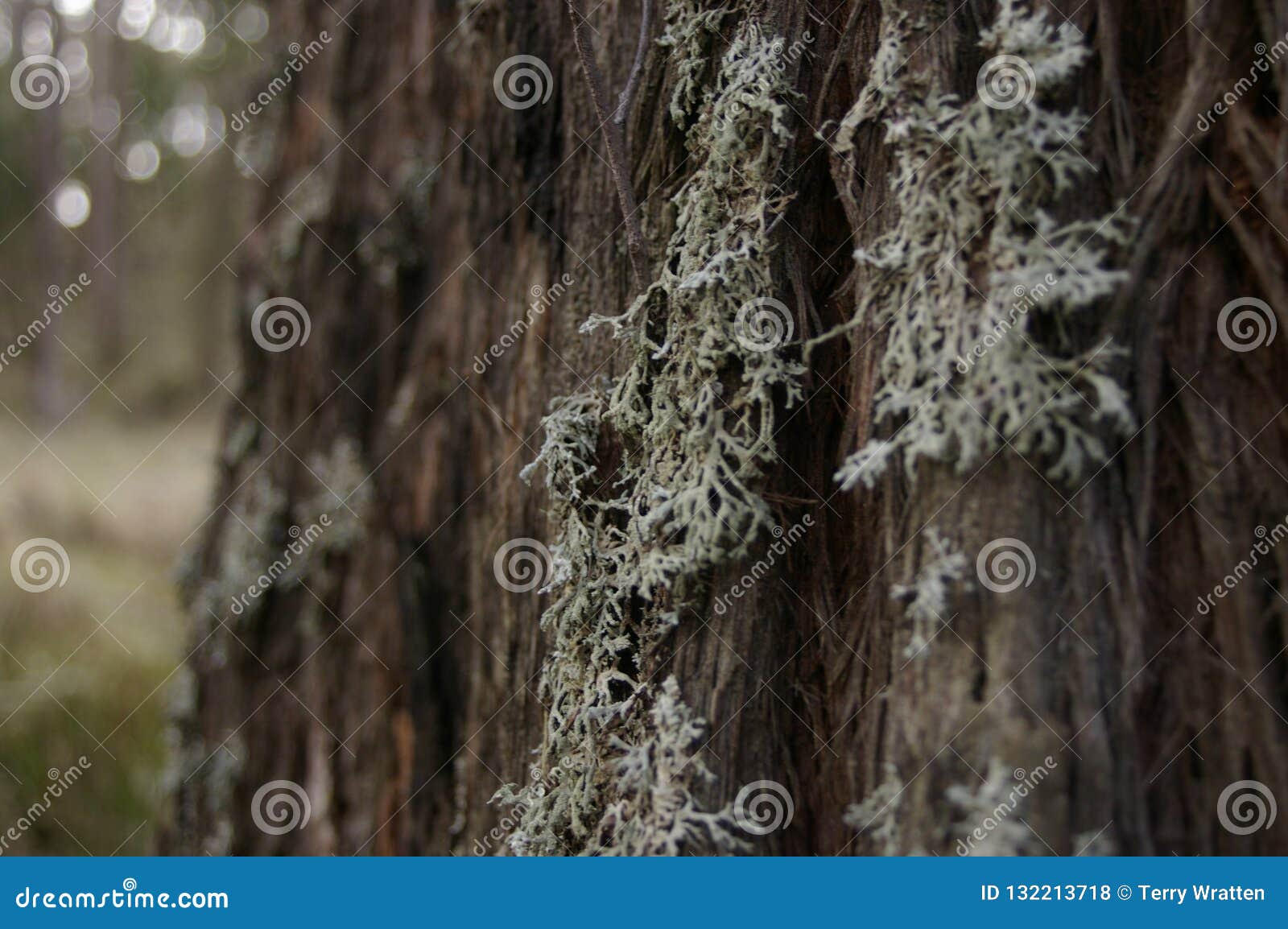 Wintry White Lichen Growing on the Barked Trunk of a Native Tree Stock ...