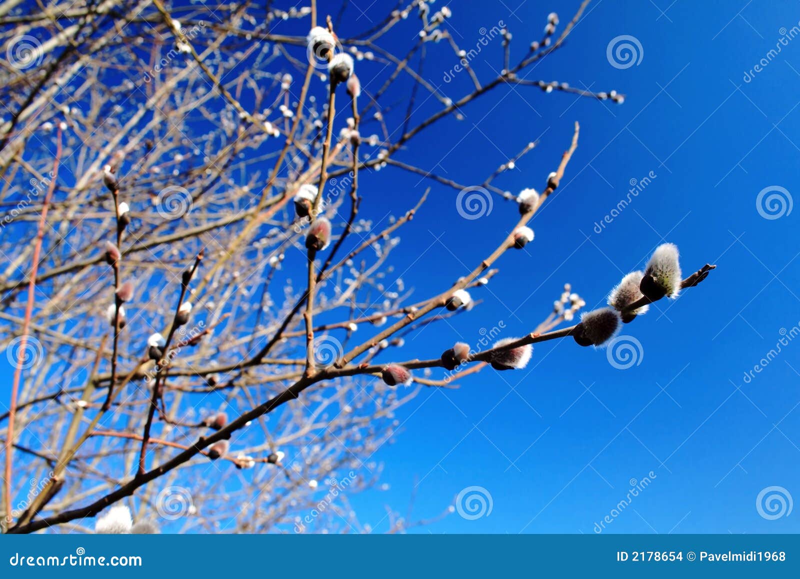 Wiosenne bazii willow zdjęcie stock. Obraz złożonej z bazia - 2178654