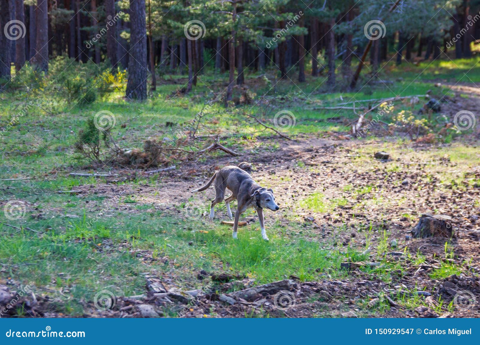Wippet Greyhound Running and Jumping Stock Image - Image of grass ...