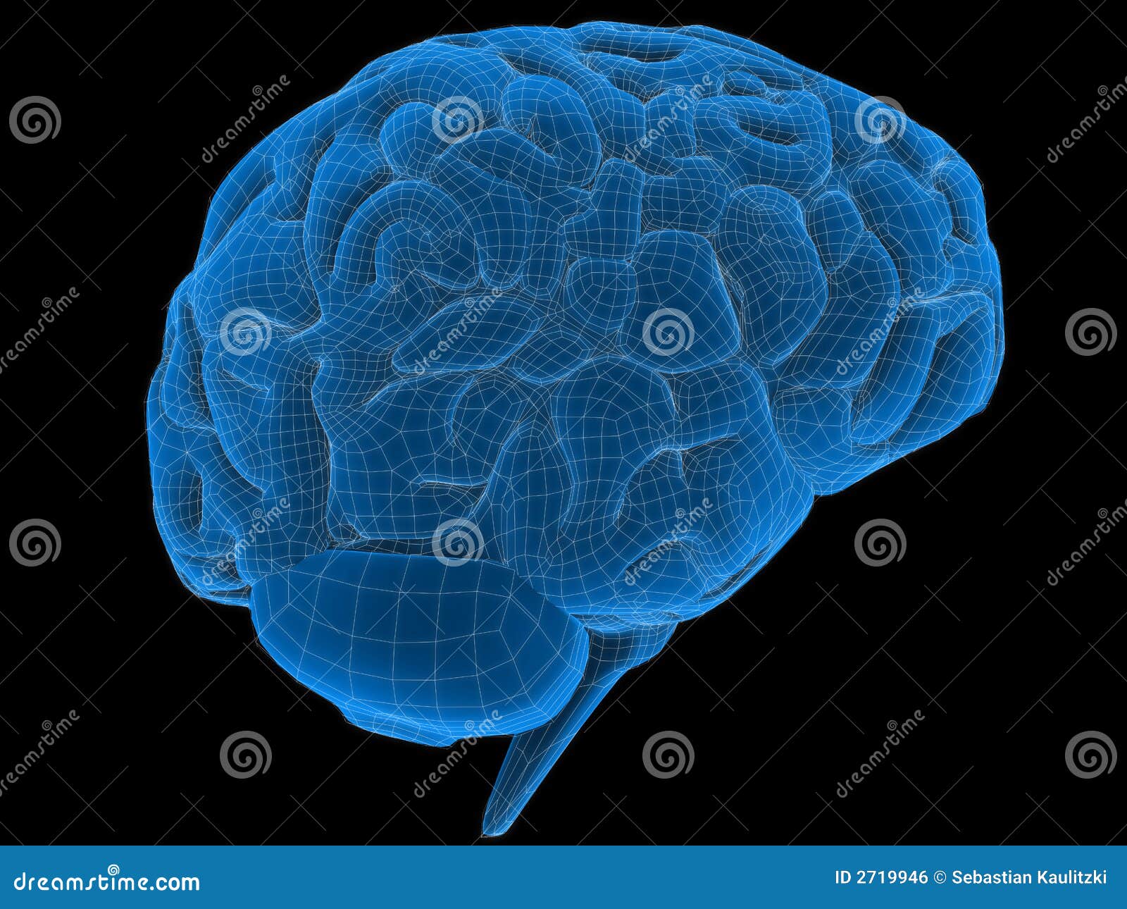 Wire brain stock illustration. Illustration of anatomy - 2719946