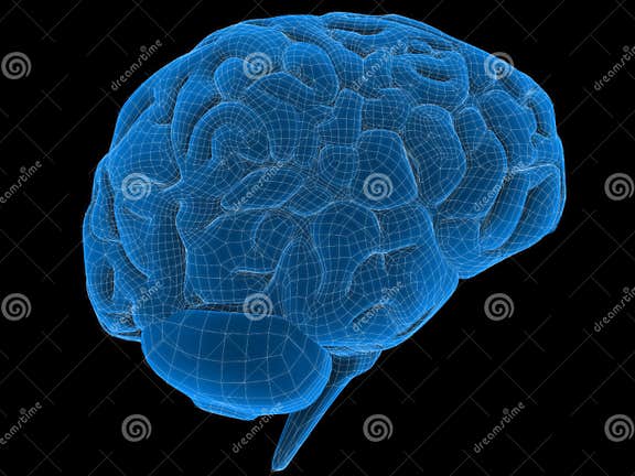 Wire brain stock illustration. Illustration of anatomy - 2719946