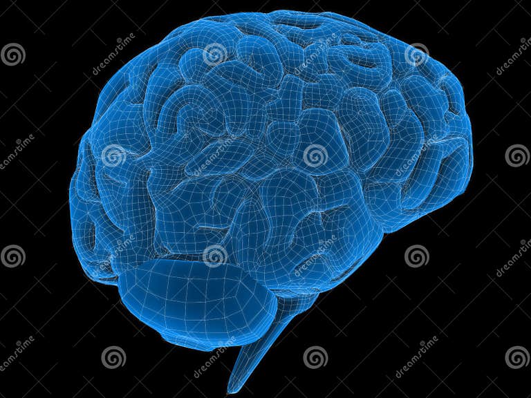 Wire brain stock illustration. Illustration of anatomy - 2719946