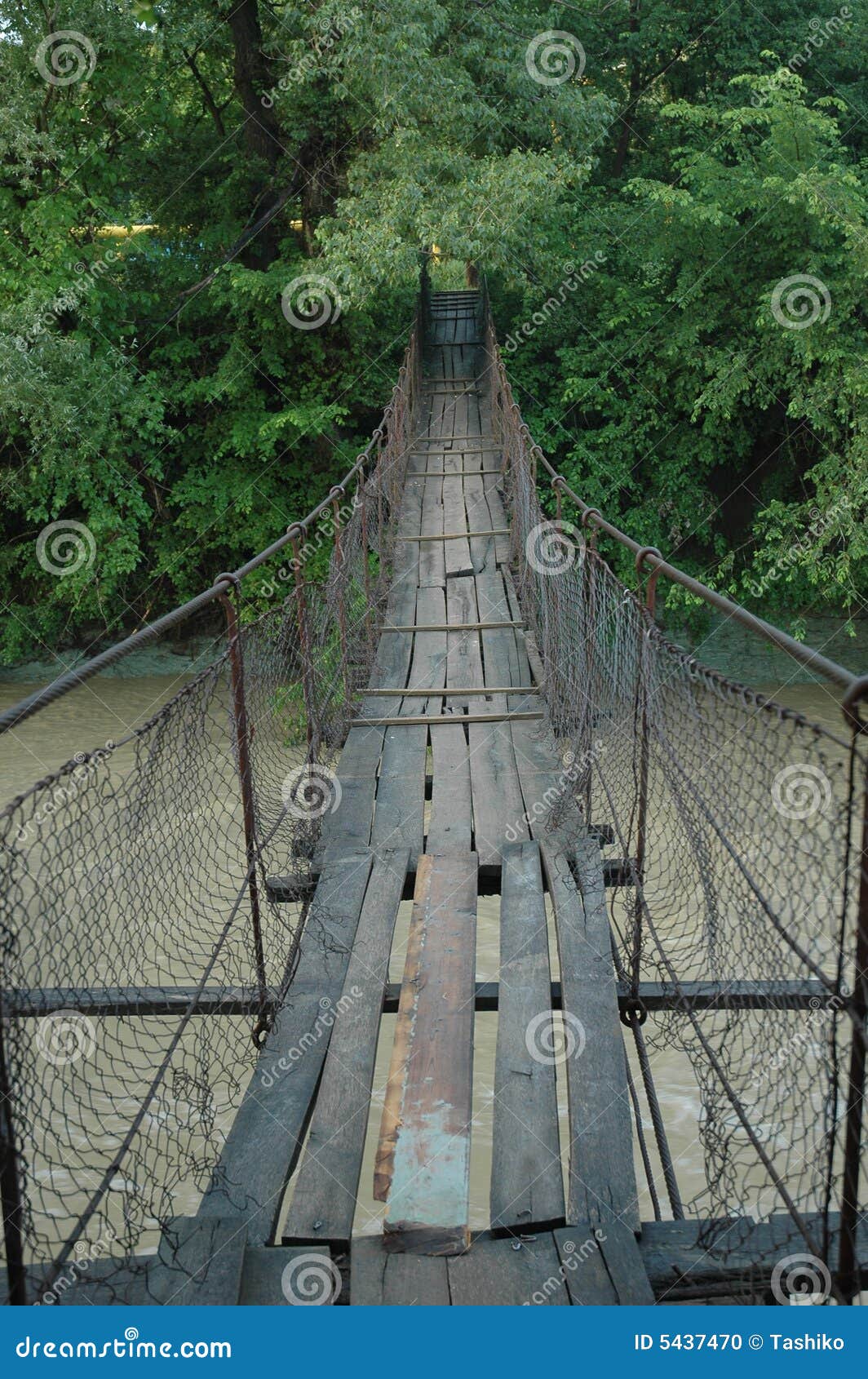 Wire bridge stock photo. Image of hanging, monkey, bridge - 5437470