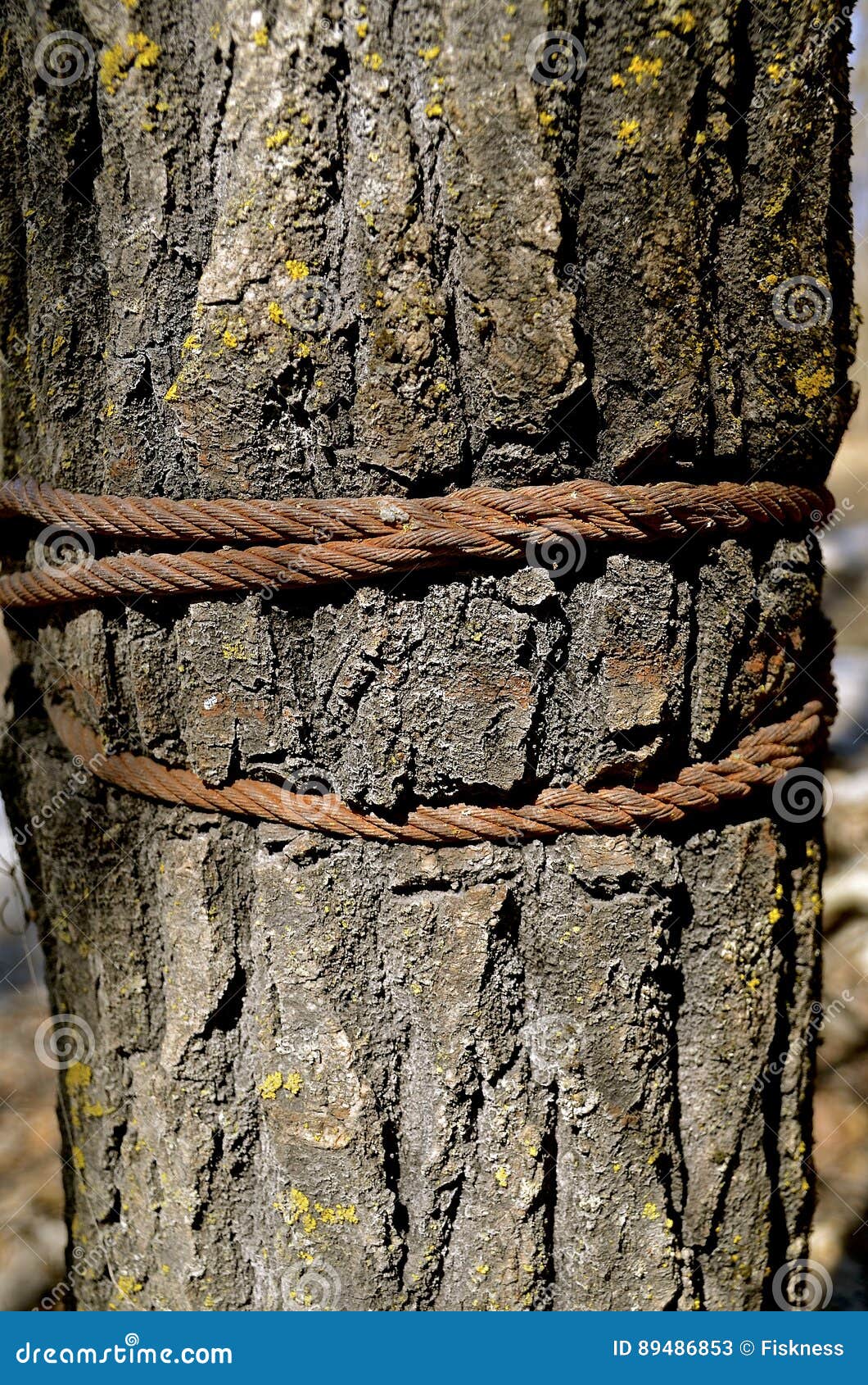 Wire Cables Growing into a Tree Stock Image - Image of aged, expanding ...