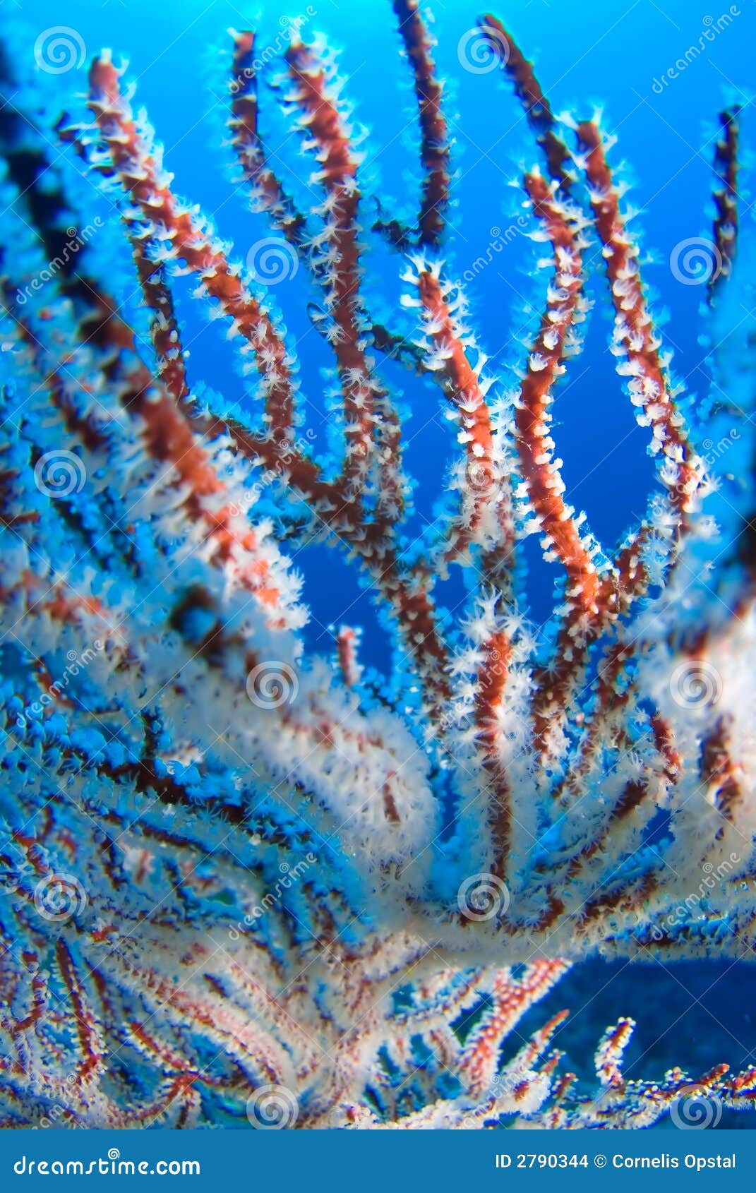 Wire coral stock photo. Image of scuba, soft, asia, coral - 2790344