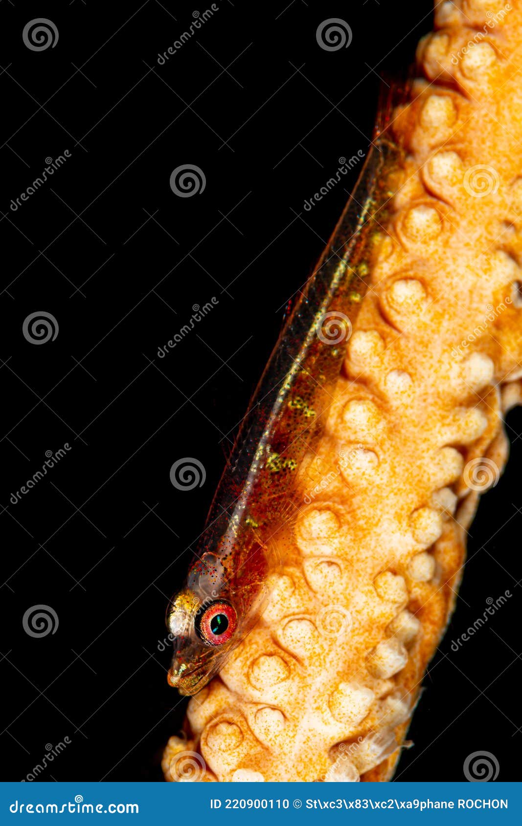 Wire Coral Goby Fish Elongate Stock Photo - Image of biodiversity ...