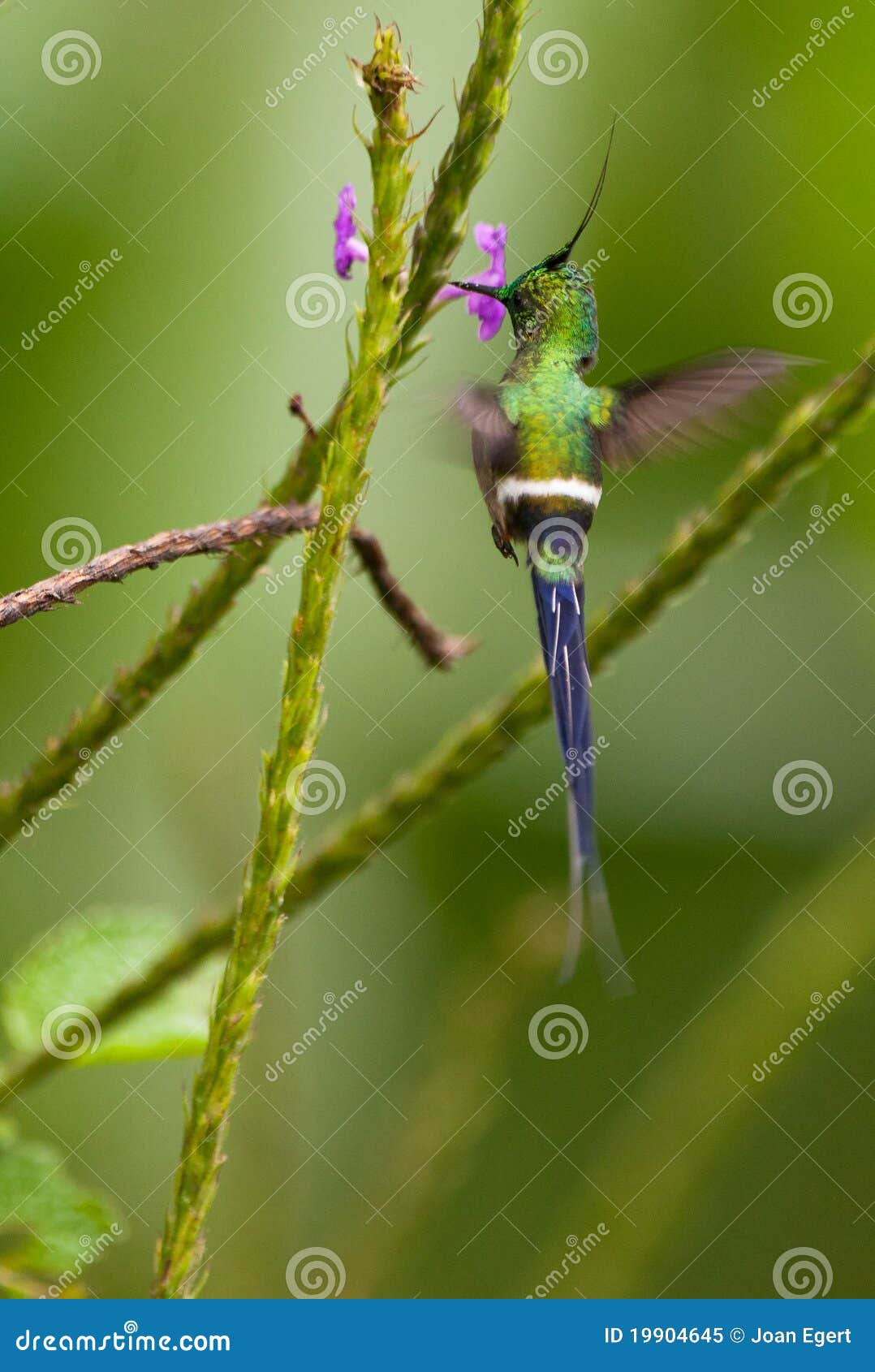 Wire-crested Thorntail, Popelairia Popelairii, Two Hummingbird In Fly ...