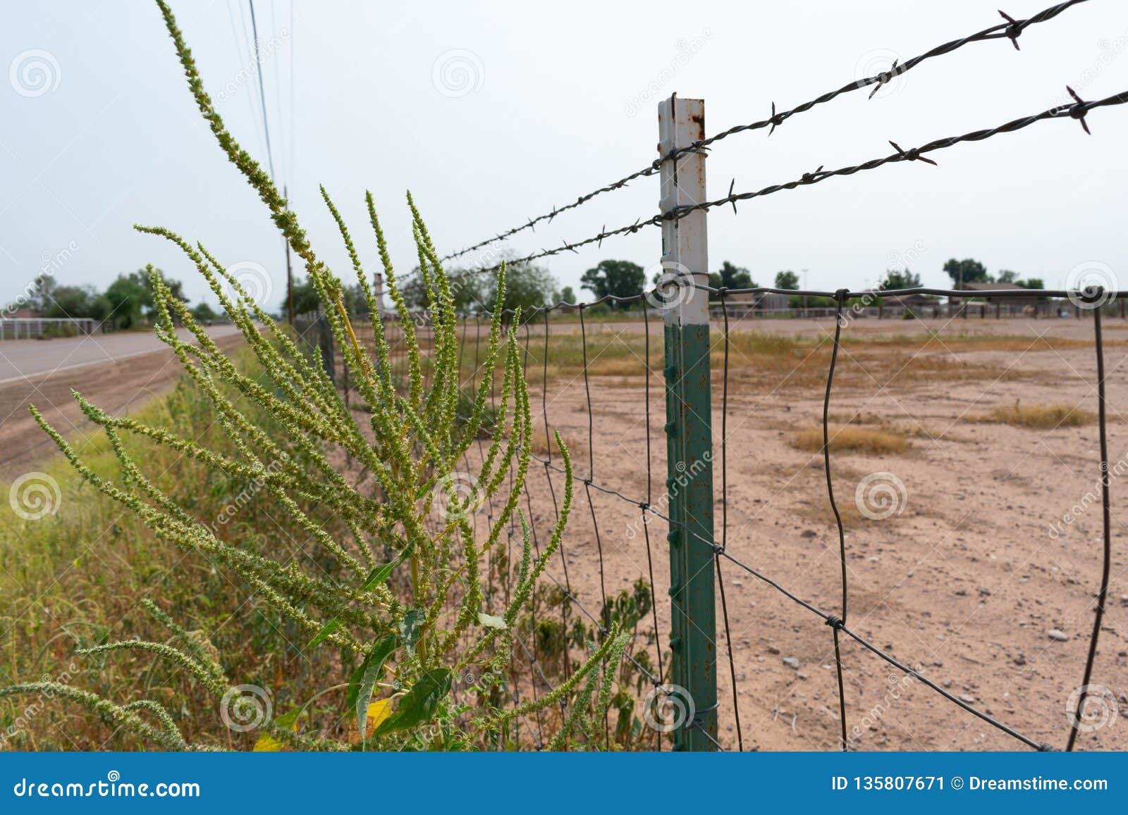 Wire fence along the field stock image. Image of barbed - 135807671
