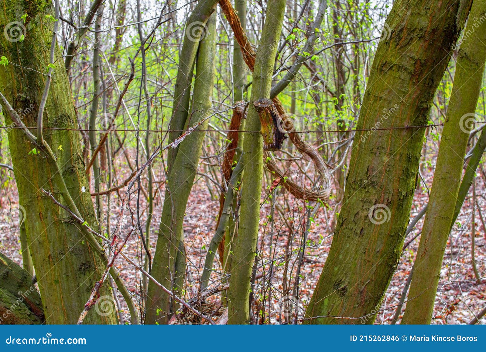 Wire Grew into the Tree Trunk Stock Photo - Image of nature, sunny ...