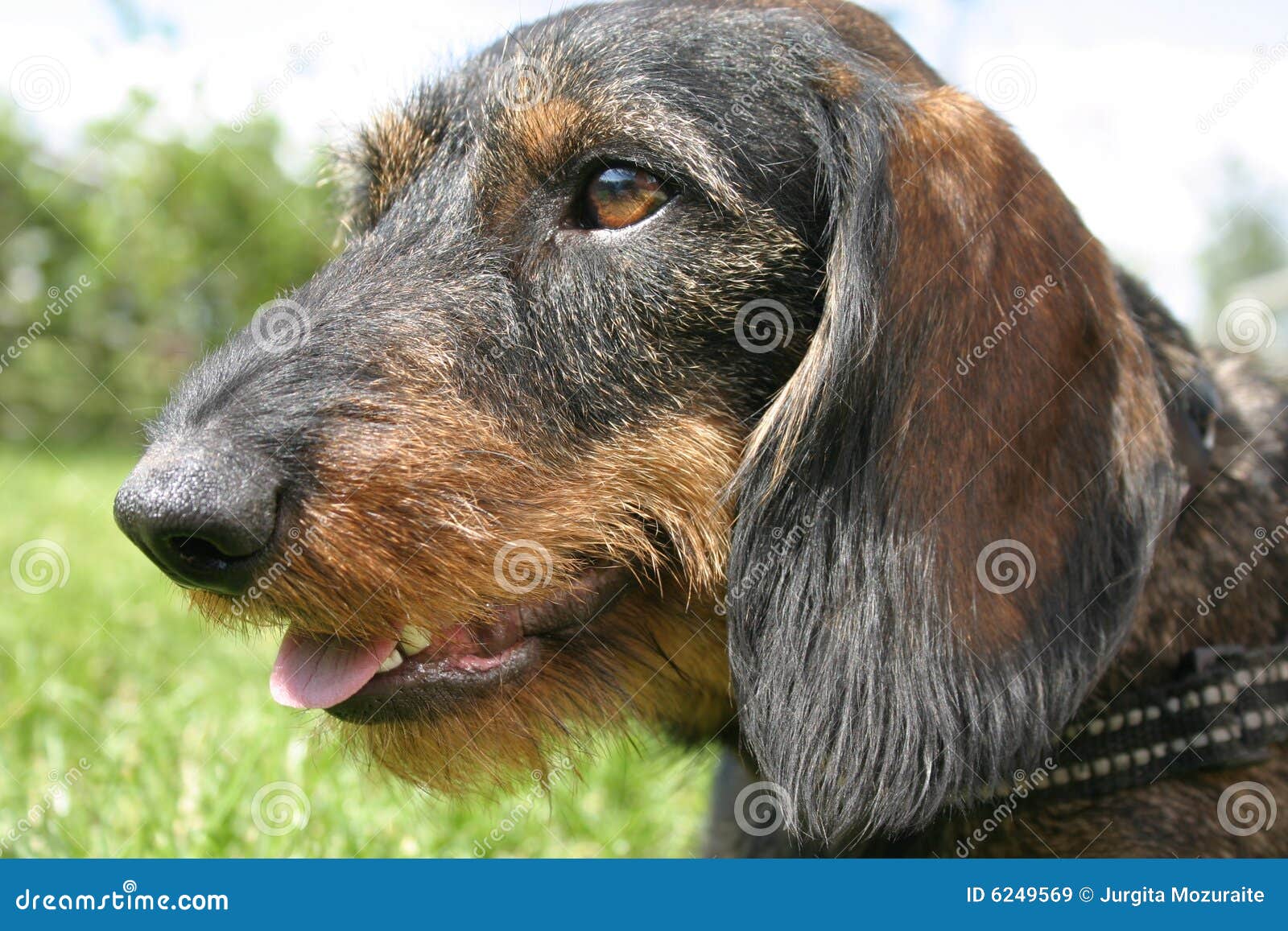 Wire-haired dachshund stock image. Image of grass, park - 6249569
