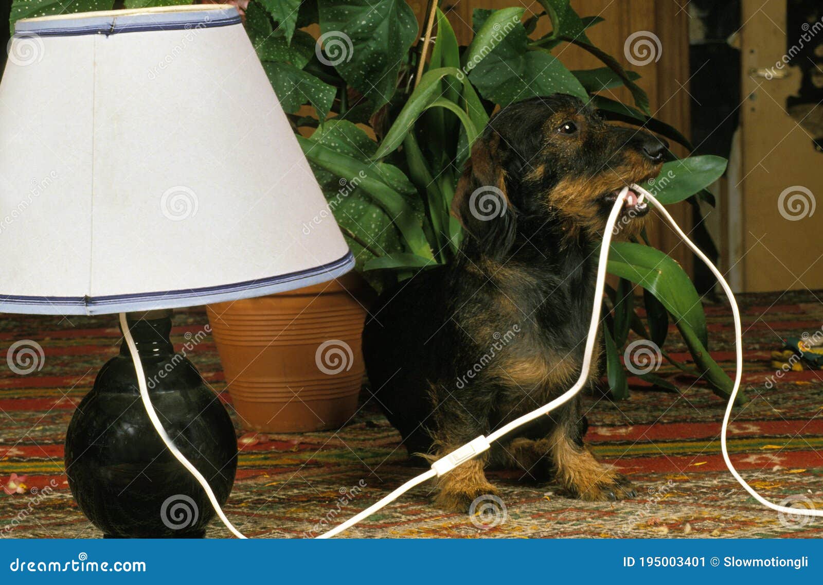WIRE-HAIRED DACHSHUND CHEWING ELECTRIC CABLE Stock Image - Image of ...
