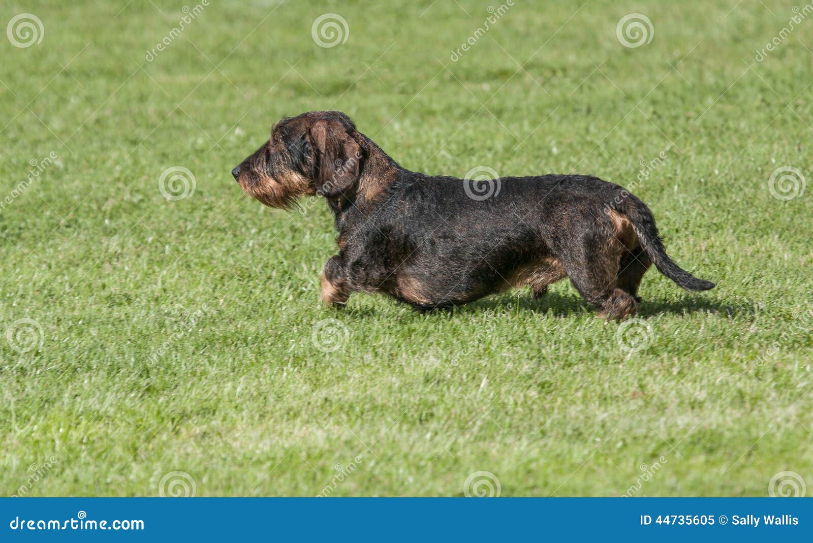 Wire haired dachshund stock image. Image of movement - 44735605