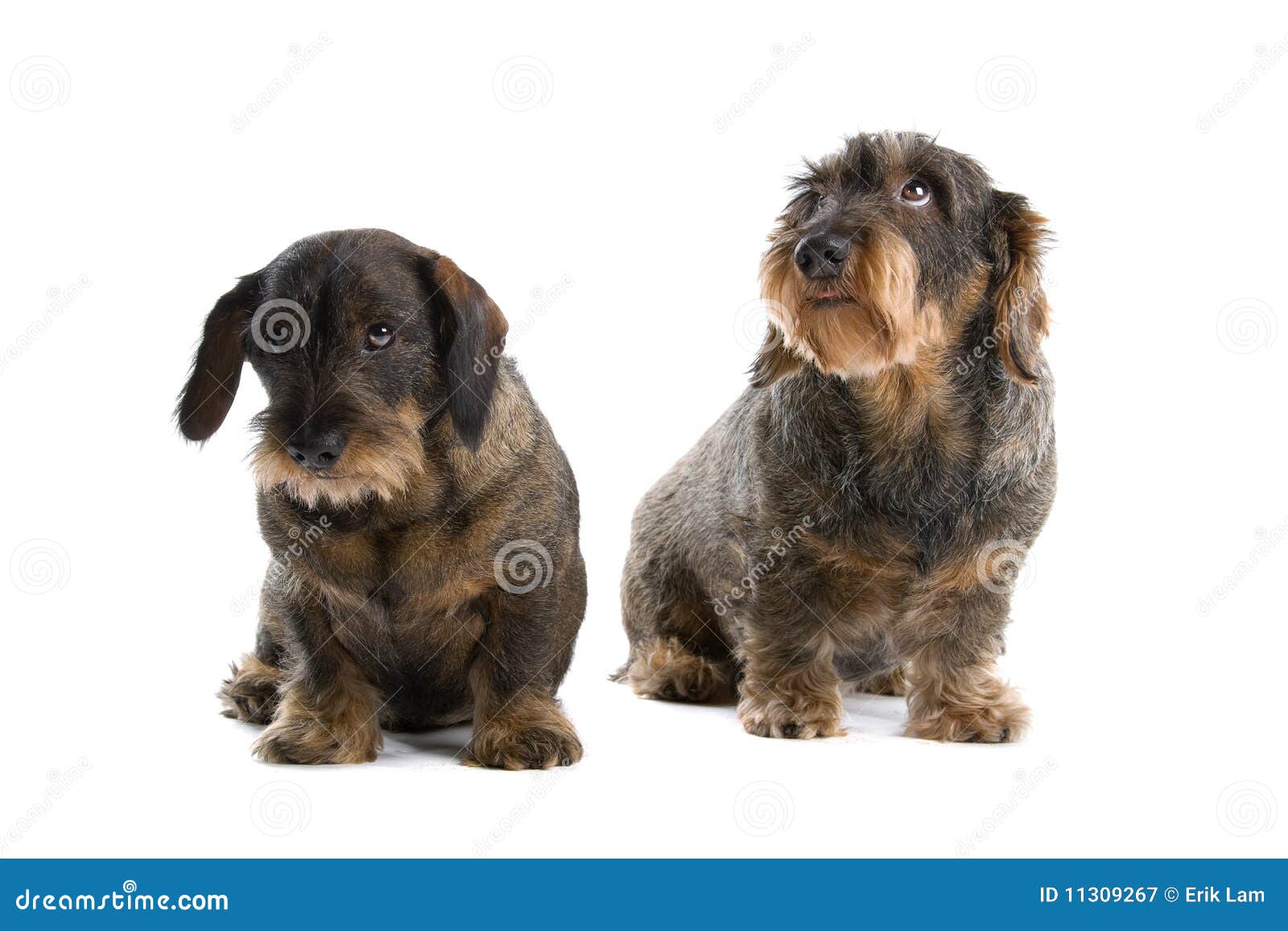 Wire-haired dachshunds stock image. Image of coat, cute - 11309267
