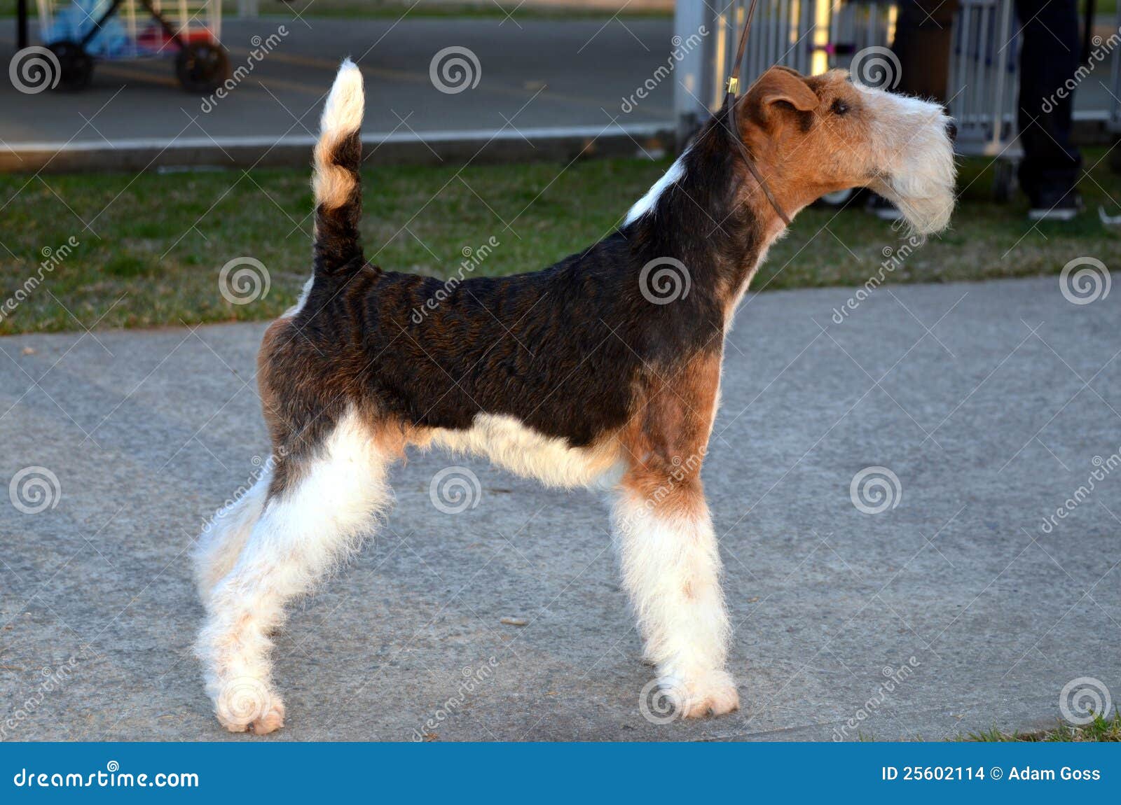 Wire Haired Fox Terrier stock photo. Image of terrier - 25602114
