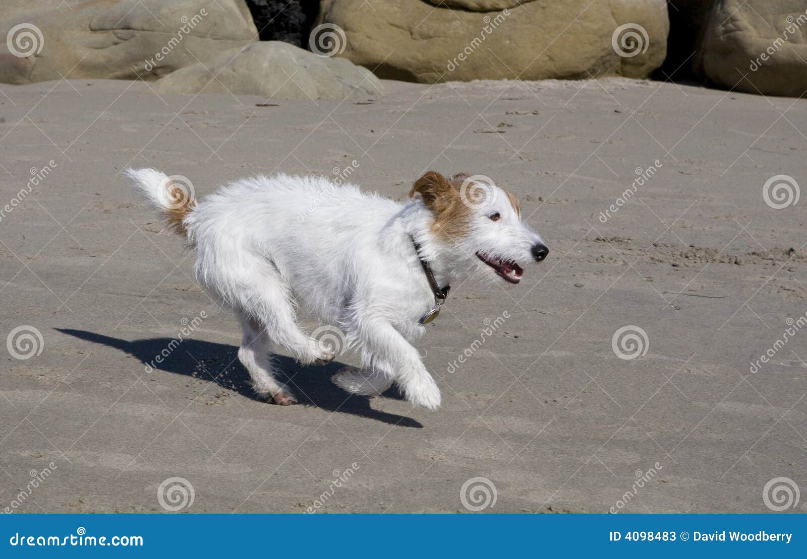 Wire-haired Jack Russell Terrier Stock Image - Image of domestic, jack ...