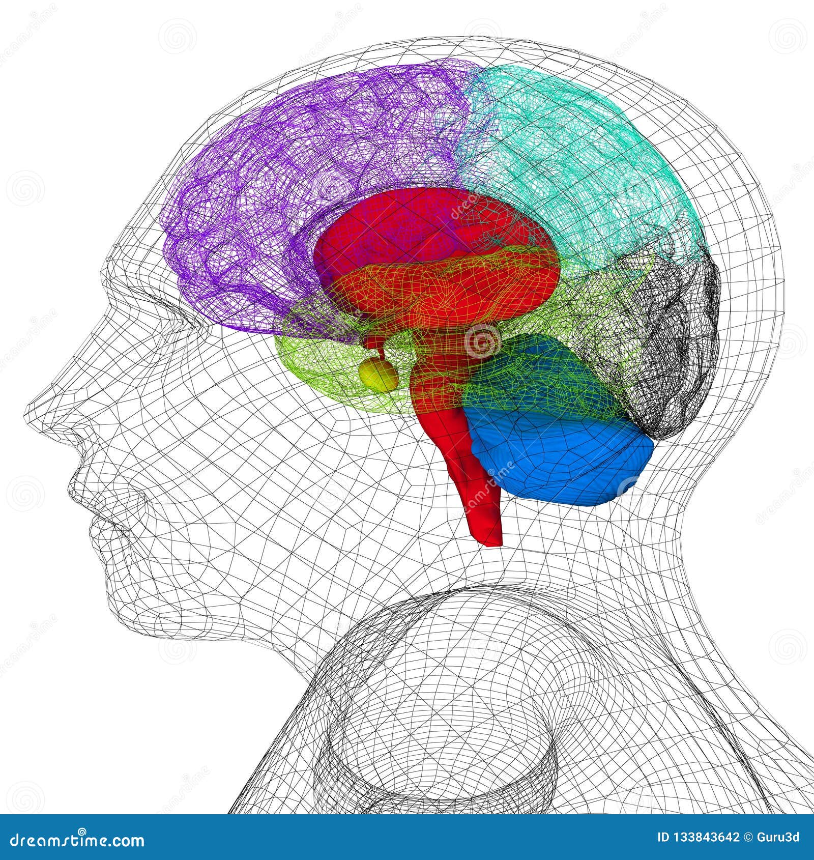 Wire Human Head Model with Brain Stock Illustration - Illustration of ...