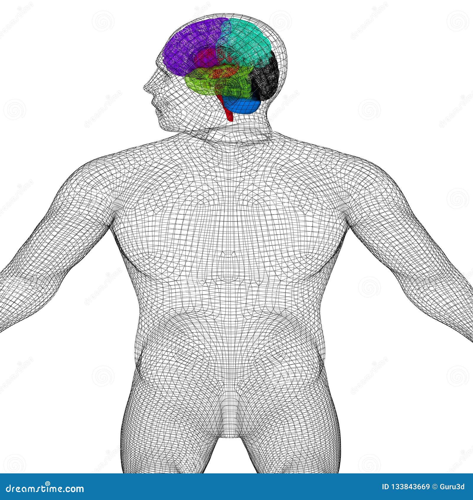 Wire Human Model with Brain Stock Illustration - Illustration of health ...