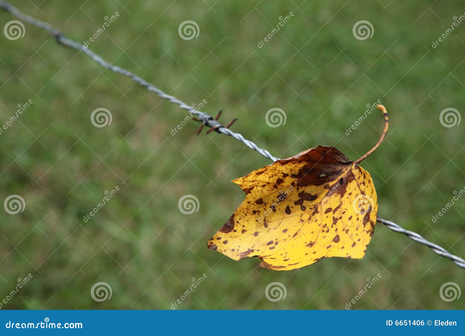 Wire and leaf stock photo. Image of wire, macro, steel - 6651406