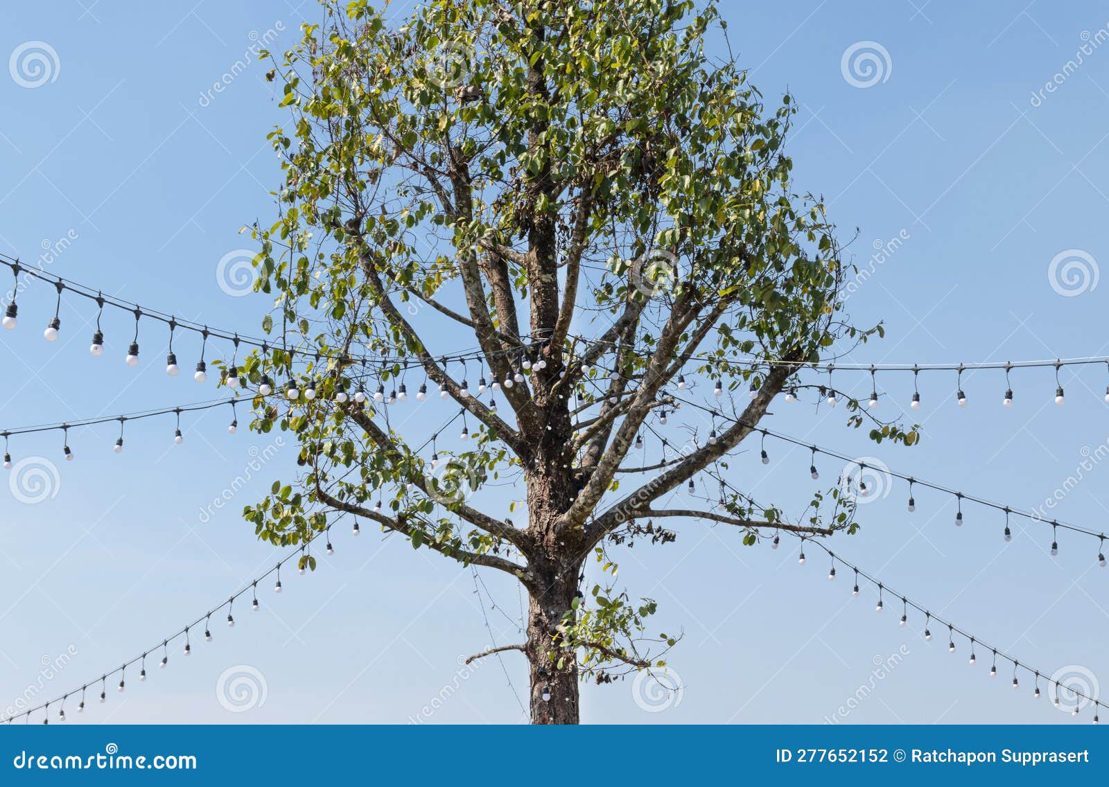 Wire light bulb on tree stock photo. Image of tree, evening - 277652152