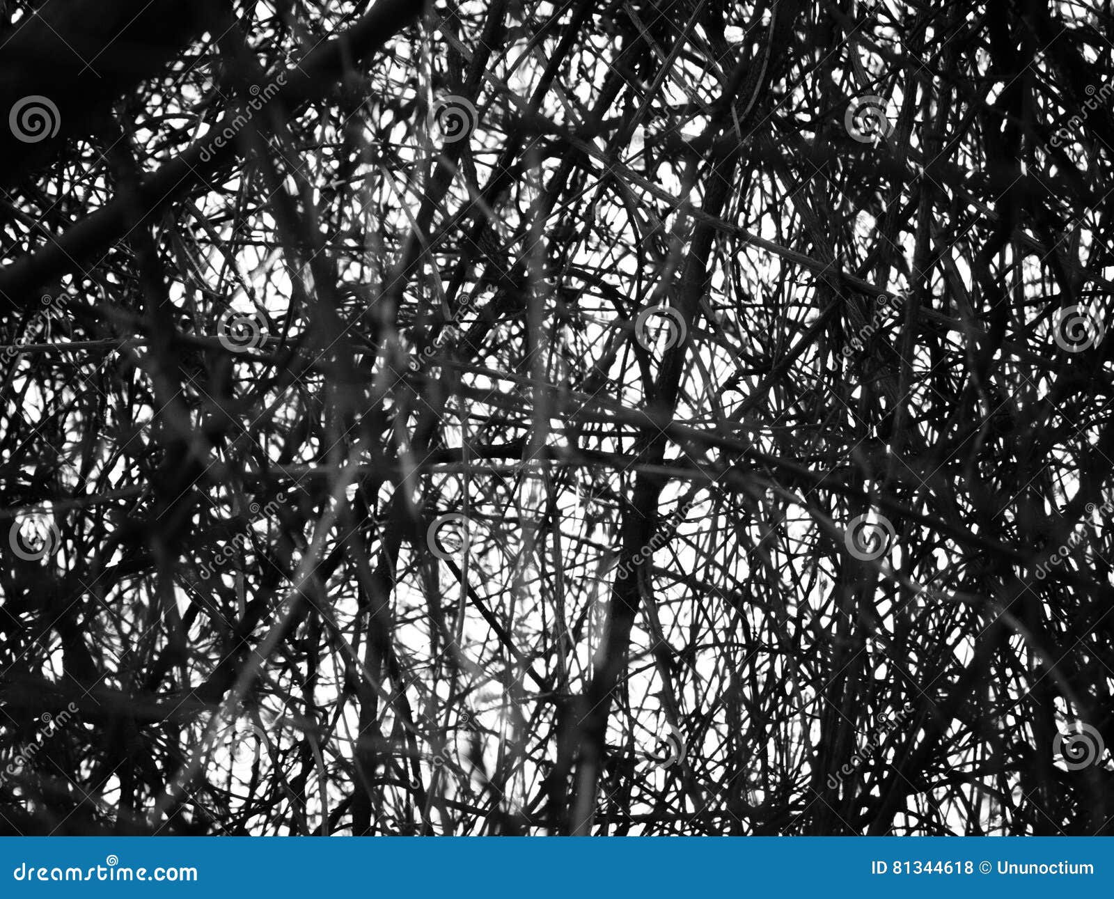 The Wire-like Structure of a Tree Stock Photo - Image of heaven ...