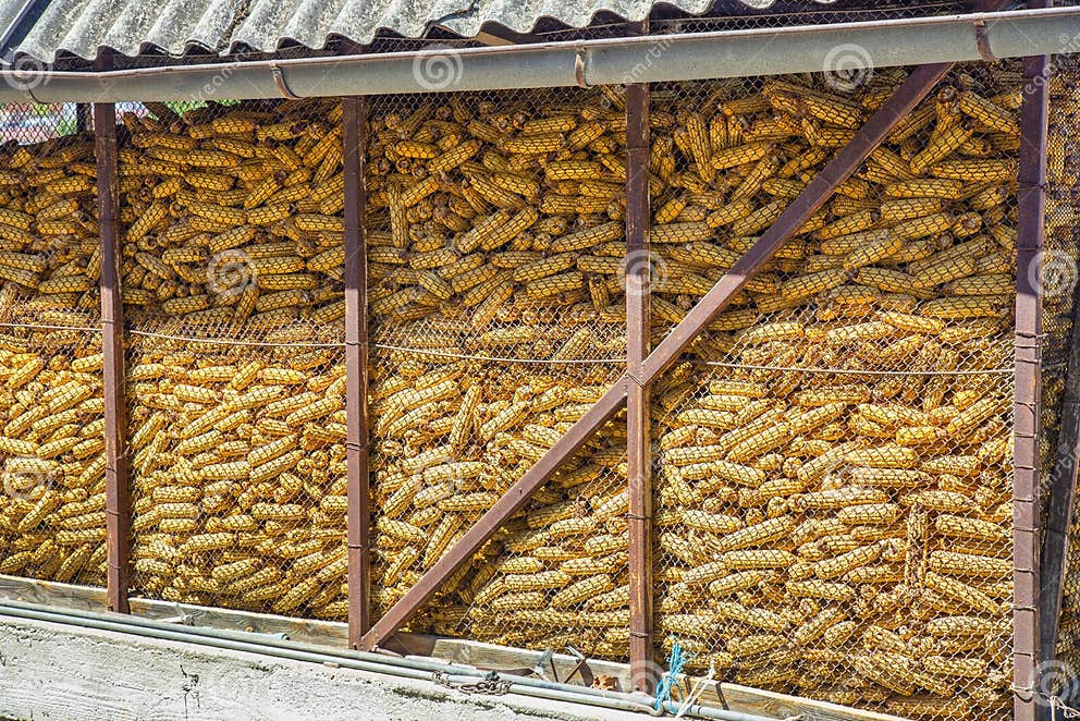 Wire mesh corn storage stock photo. Image of food, openair - 236167612