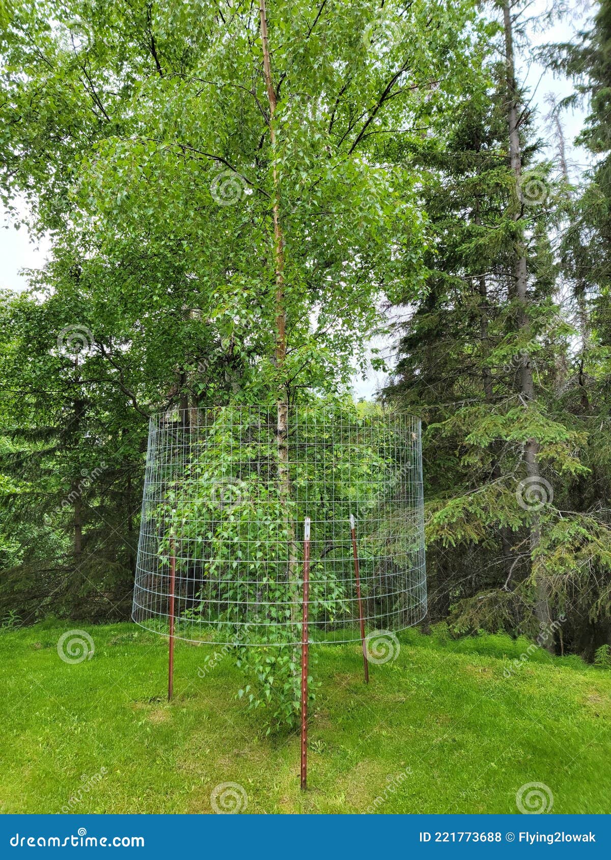 Wire Mesh To Protect Tree from Moose Stock Photo - Image of evergreen ...