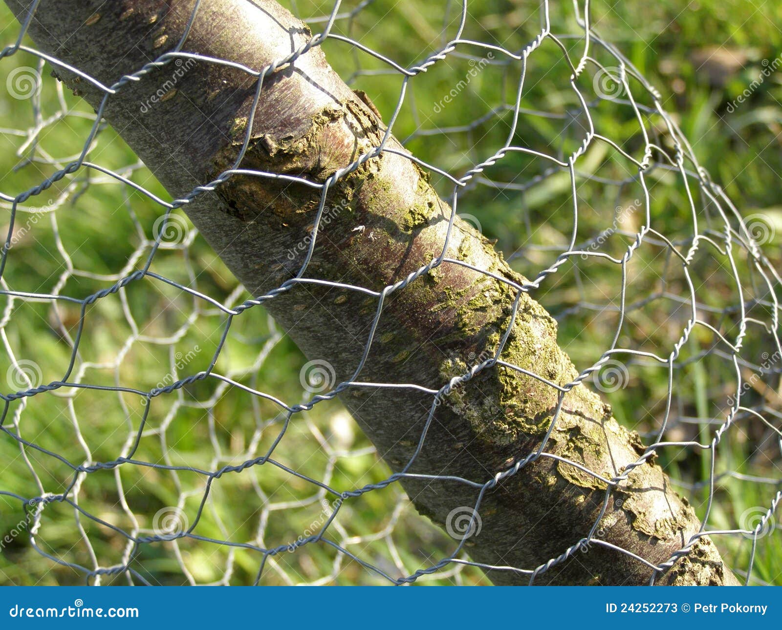 Wire mesh and tree stock image. Image of nature, fantastic - 24252273