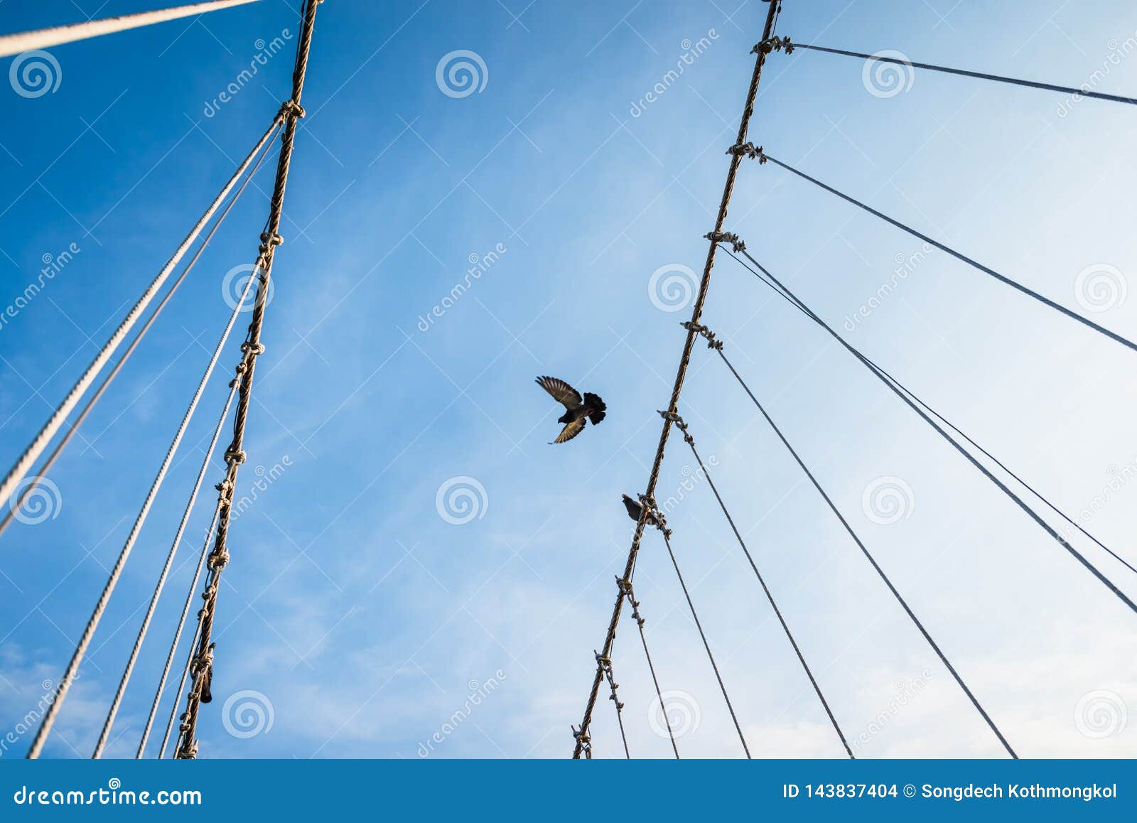 The Wire Metal Rope Bridge with Dove Stock Photo - Image of steel ...