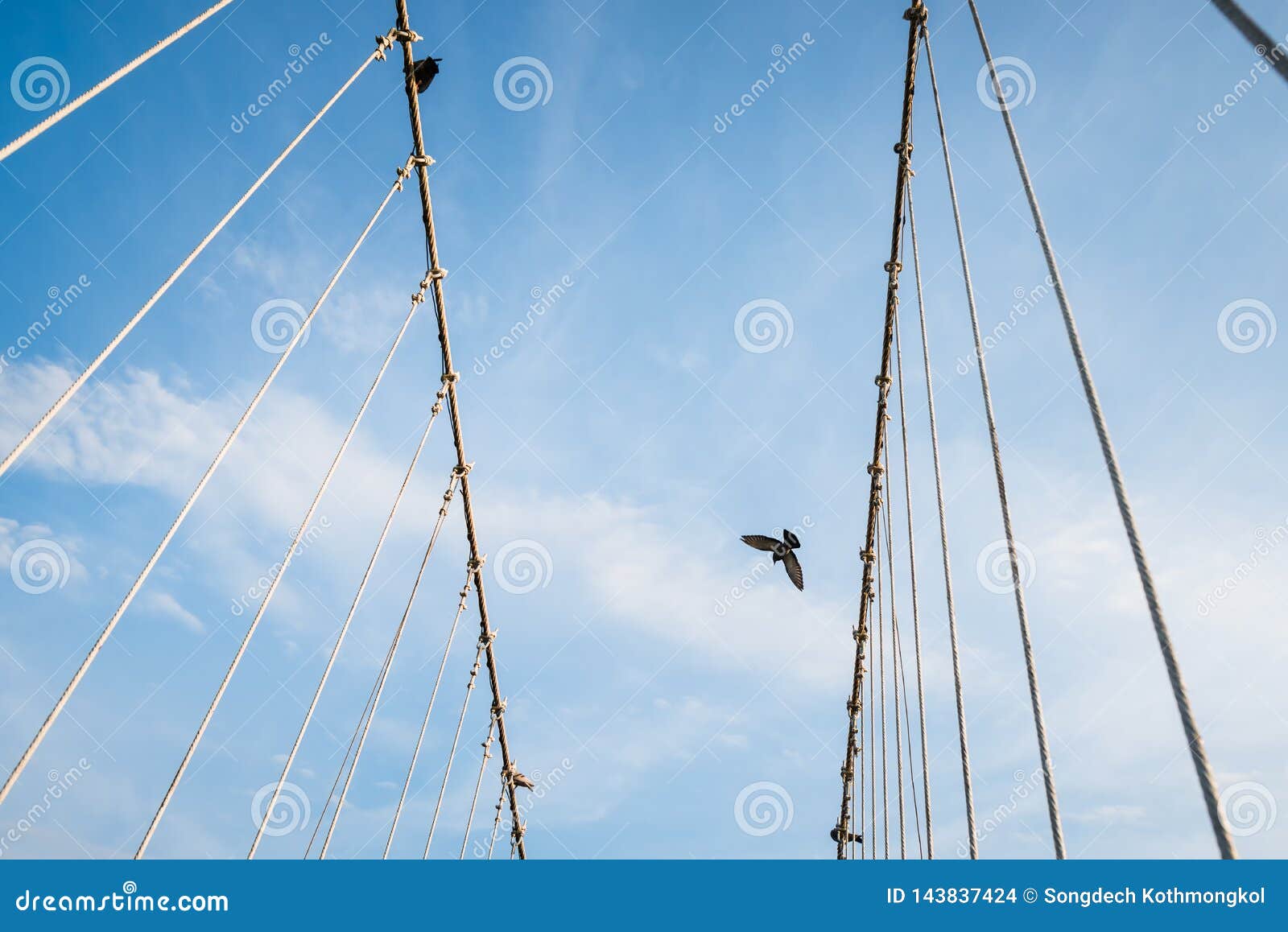 The Wire Metal Rope Bridge with Dove Stock Photo - Image of footbridge ...
